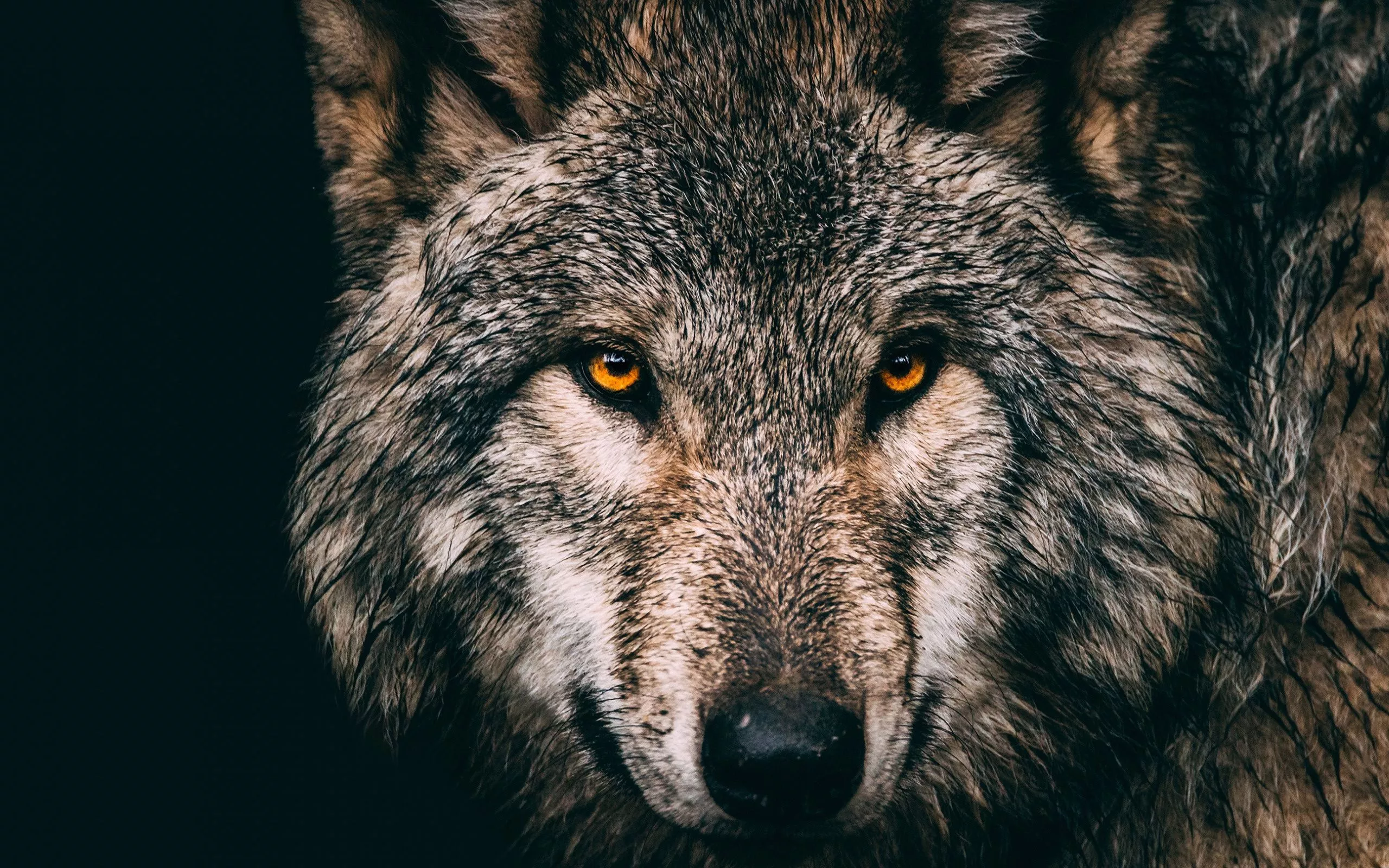 Wolf Desktop 4k Wallpapers - Wallpaper Cave