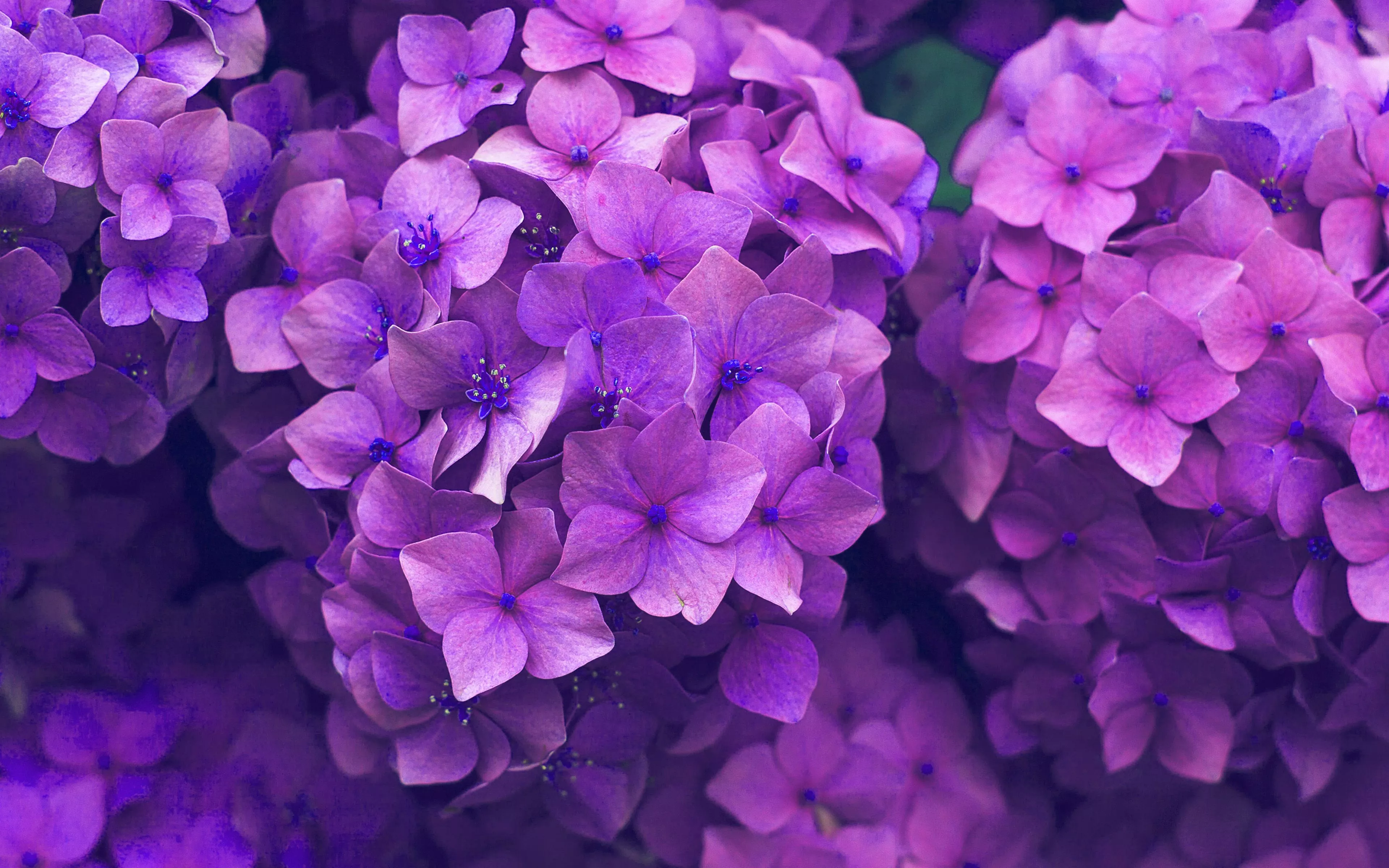 Purple Nature 4k Wallpapers - Wallpaper Cave