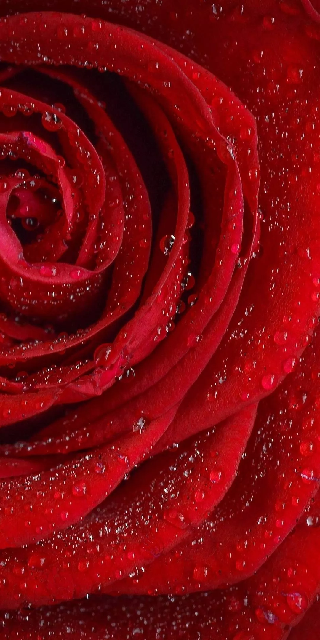 Red Flowers Phone Wallpapers - Wallpaper Cave