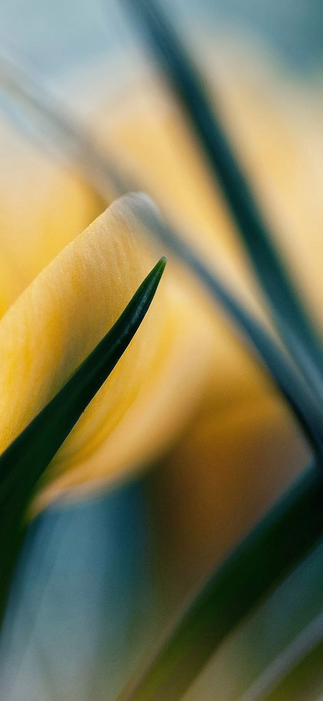 Yellow iPhone XR Wallpapers - Wallpaper Cave