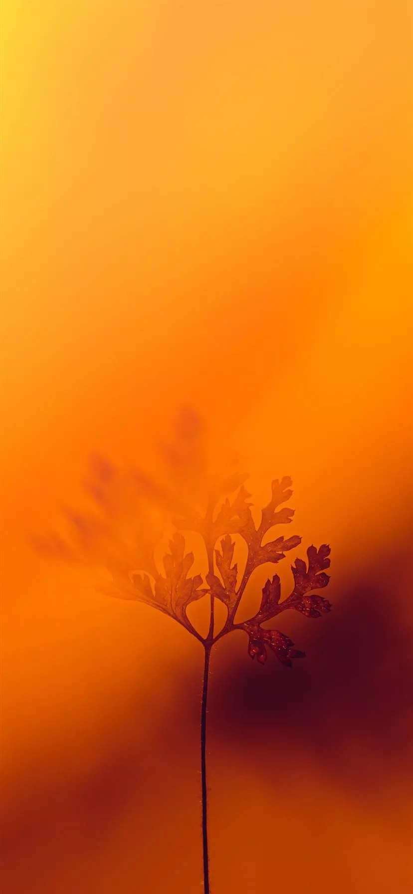 Yellow iPhone XR Wallpapers - Wallpaper Cave