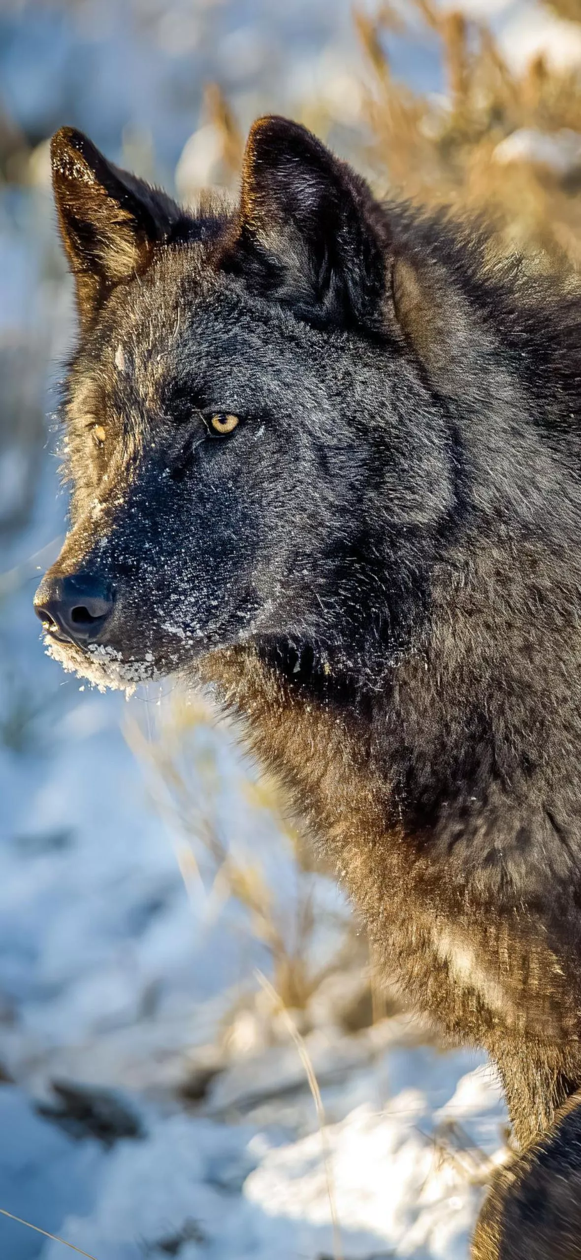 Wolf iPhone 12 Wallpapers - Wallpaper Cave