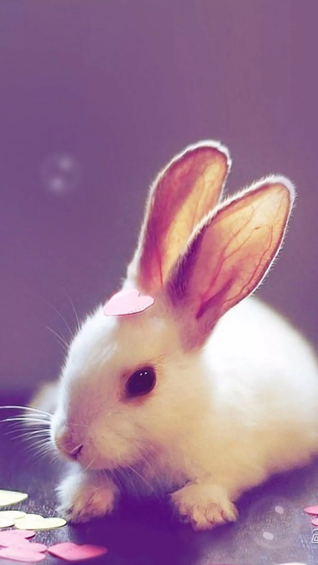 Cute Purple Bunny Wallpapers - Wallpaper Cave