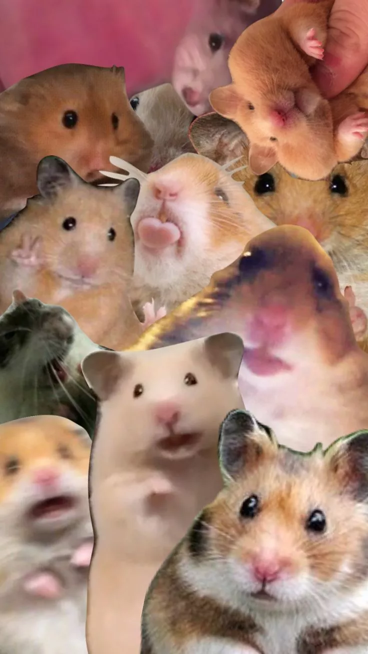Hamster Wallpapers - Wallpaper Cave
