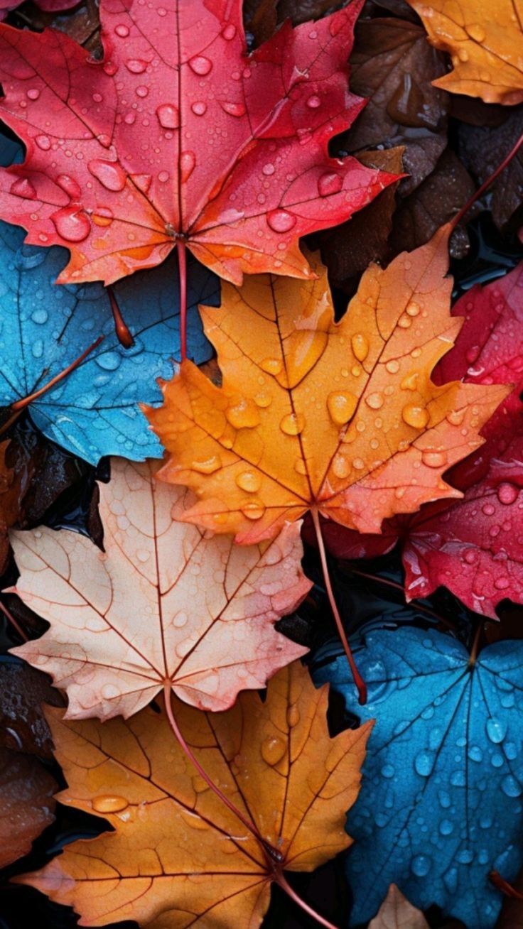 HD Wallpapers - Wallpaper Cave