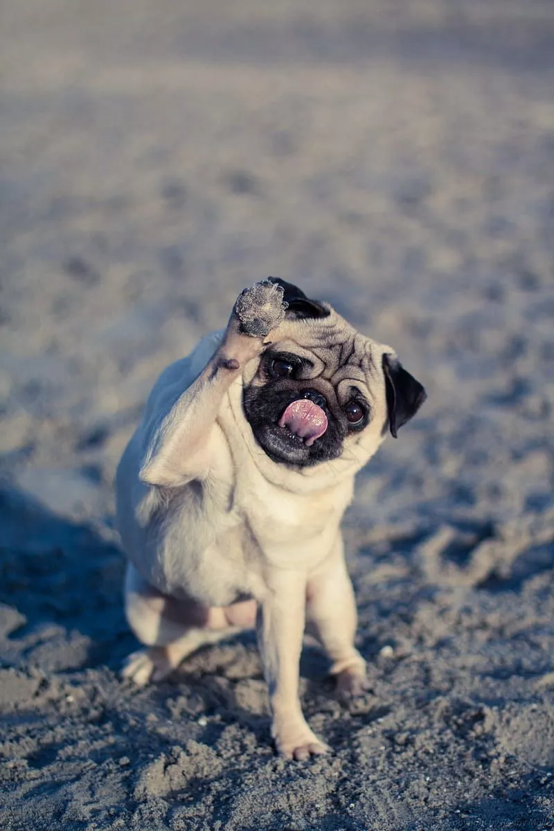 Cool Pug Wallpapers - Wallpaper Cave