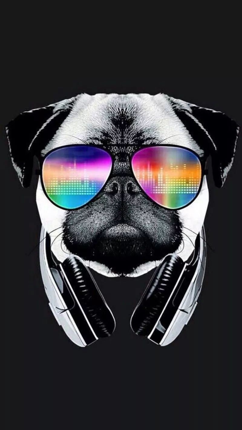 Cool Pug Wallpapers - Wallpaper Cave