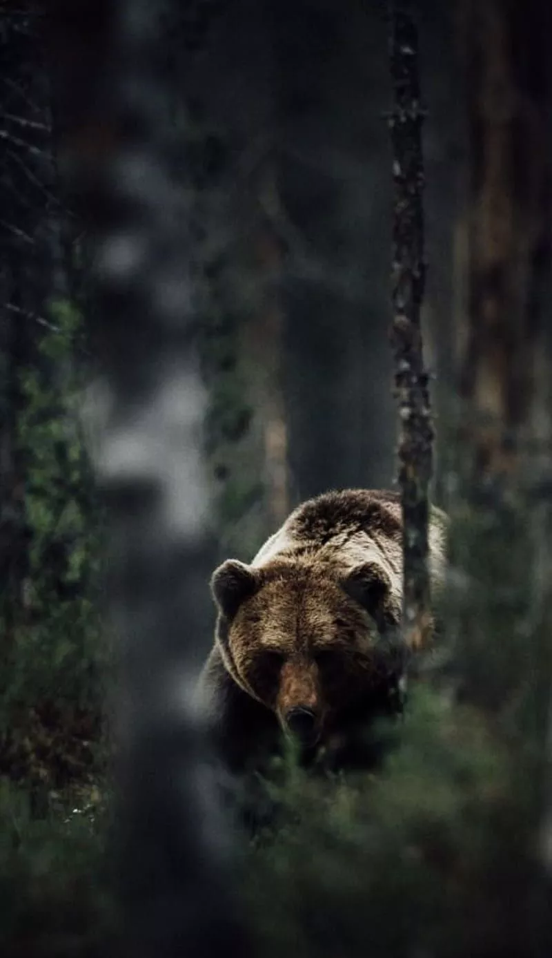 Bear Wallpapers - Wallpaper Cave
