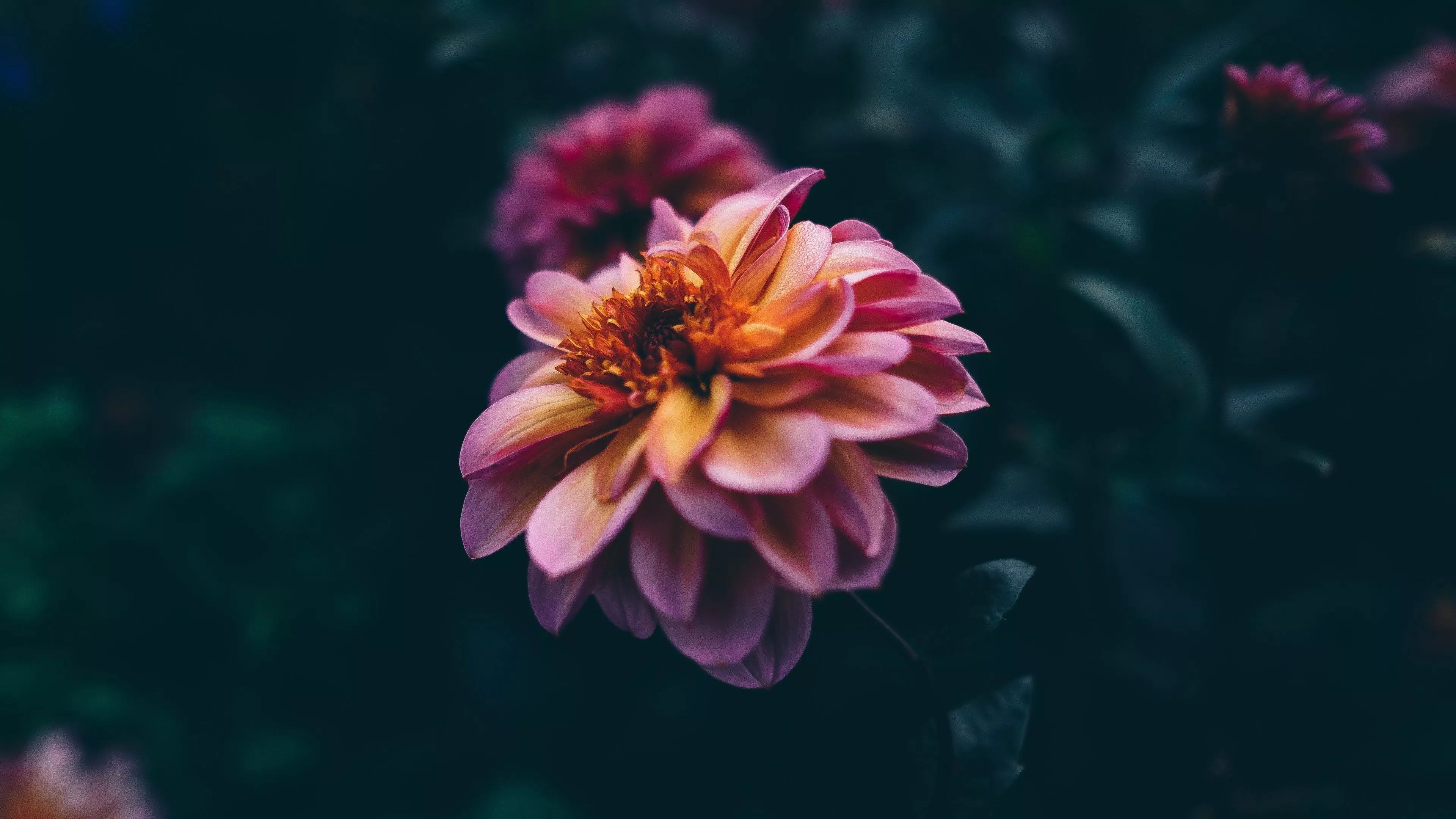 Close Up Wallpapers - Wallpaper Cave