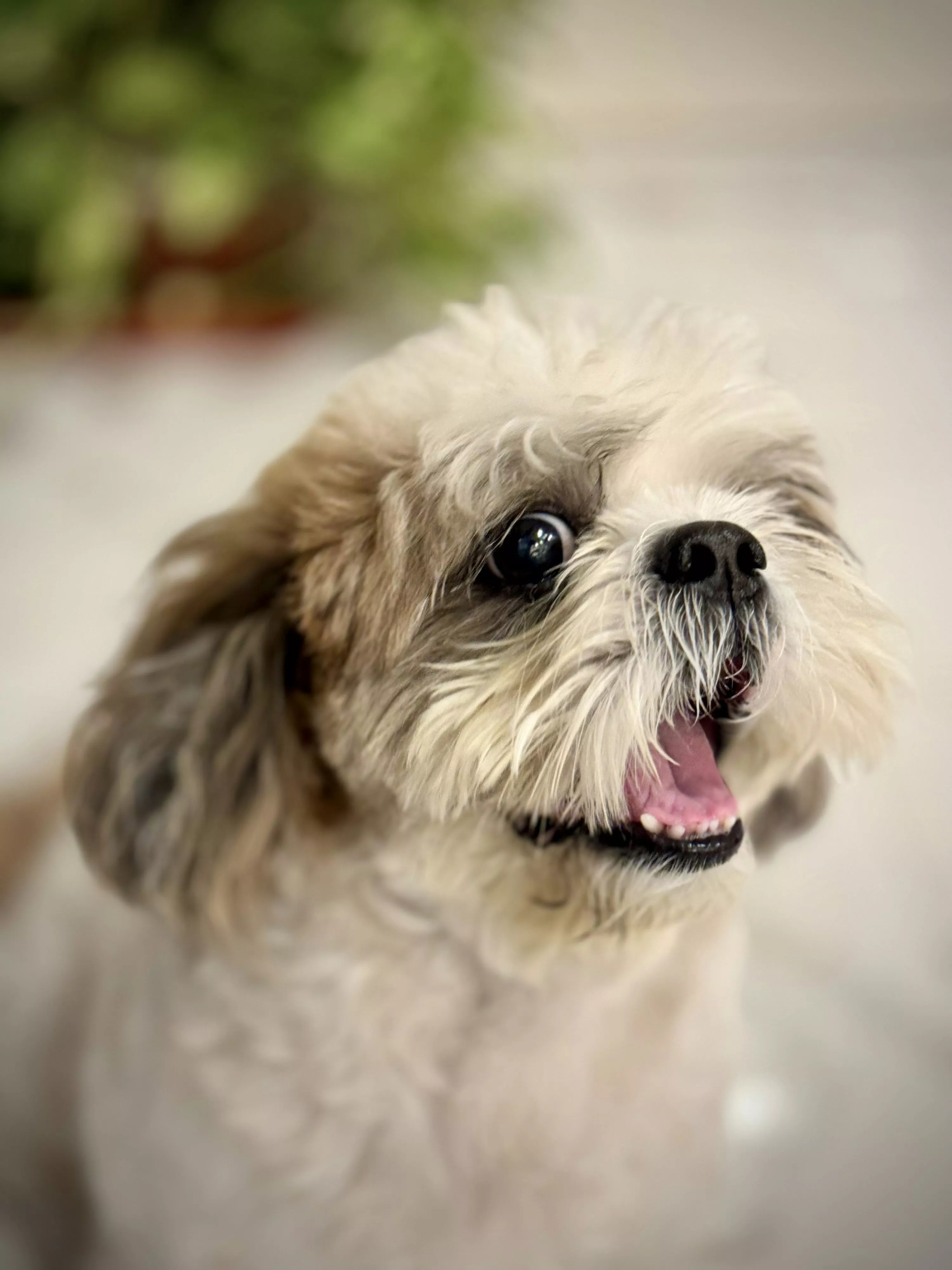 Shih Tzu 4k Wallpapers - Wallpaper Cave