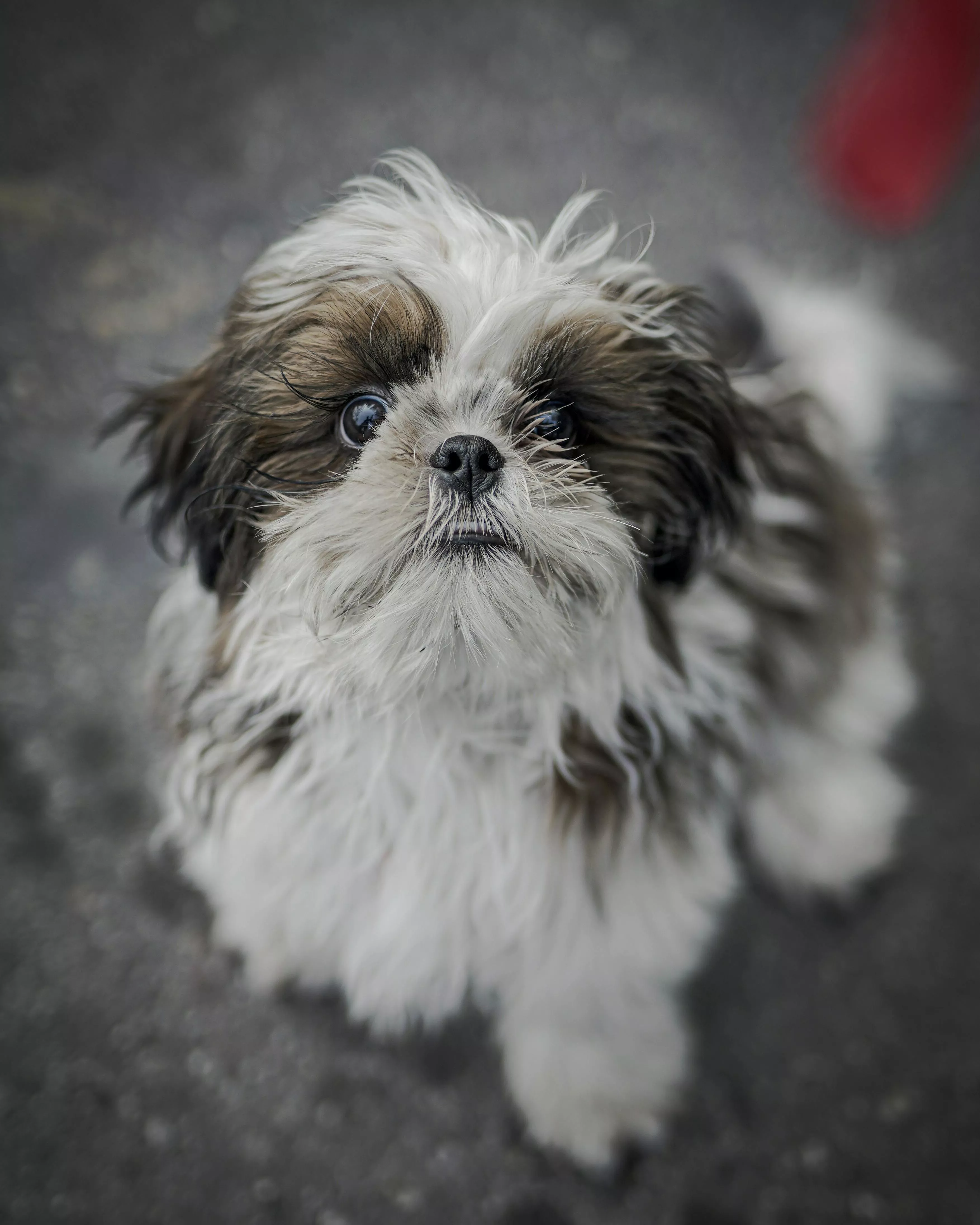 Shih Tzu 4k Wallpapers - Wallpaper Cave