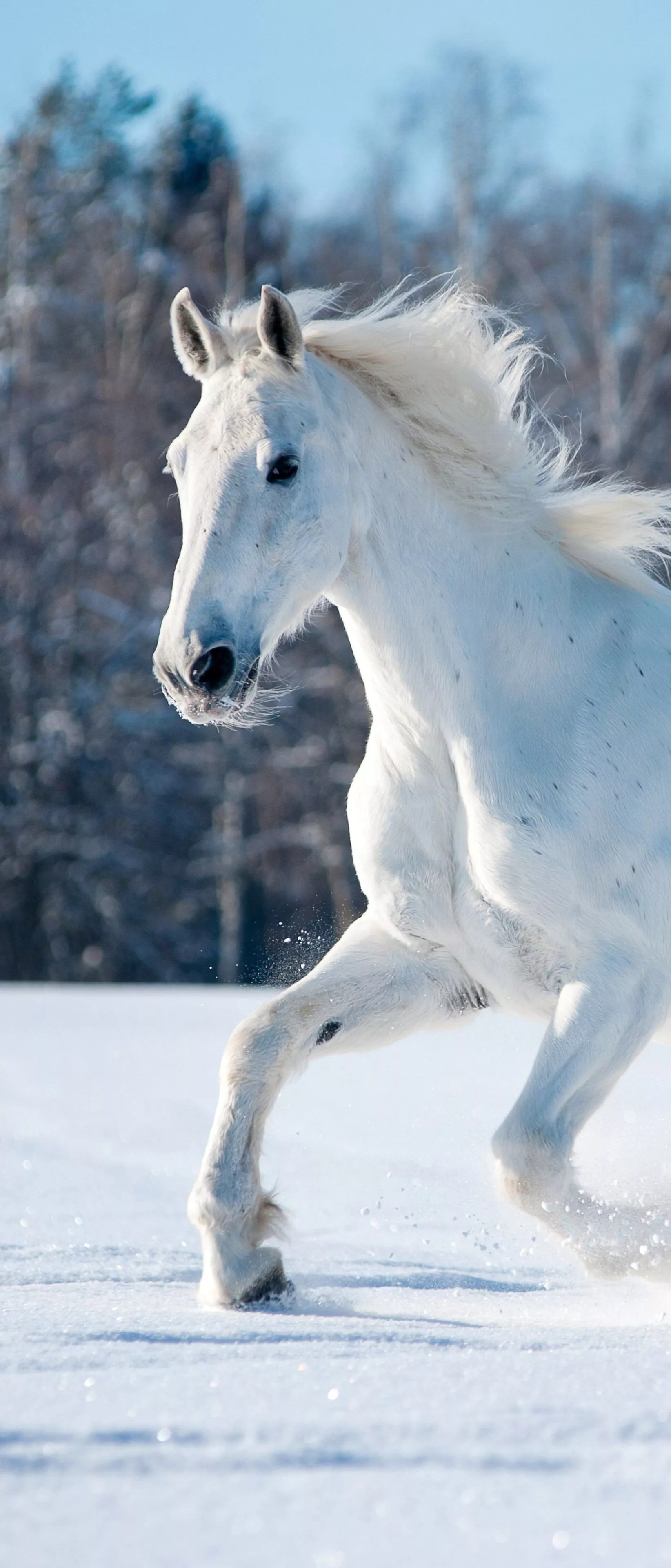 White Horse Mobile Wallpapers - Wallpaper Cave