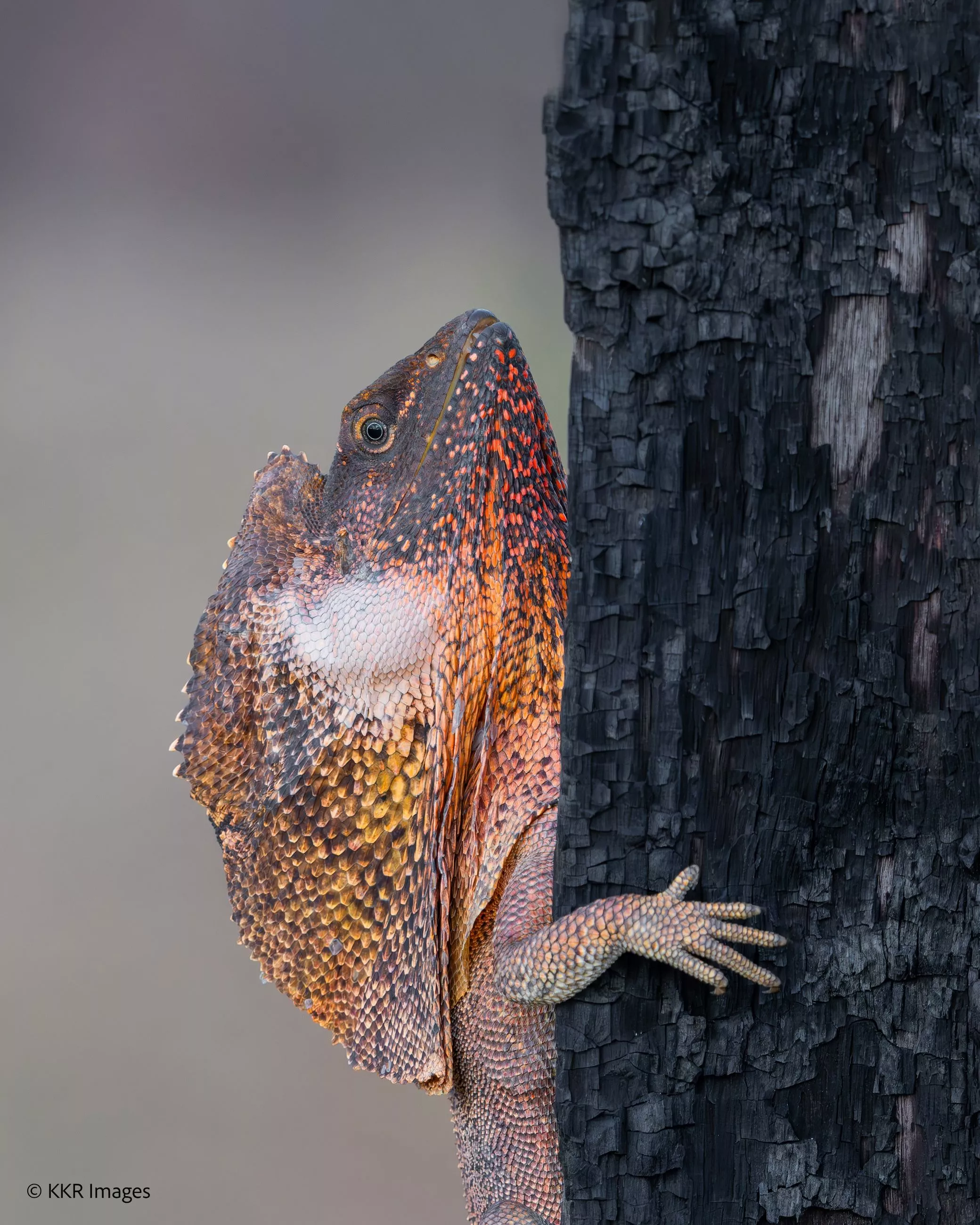 Frilled Lizard Wallpapers - Wallpaper Cave