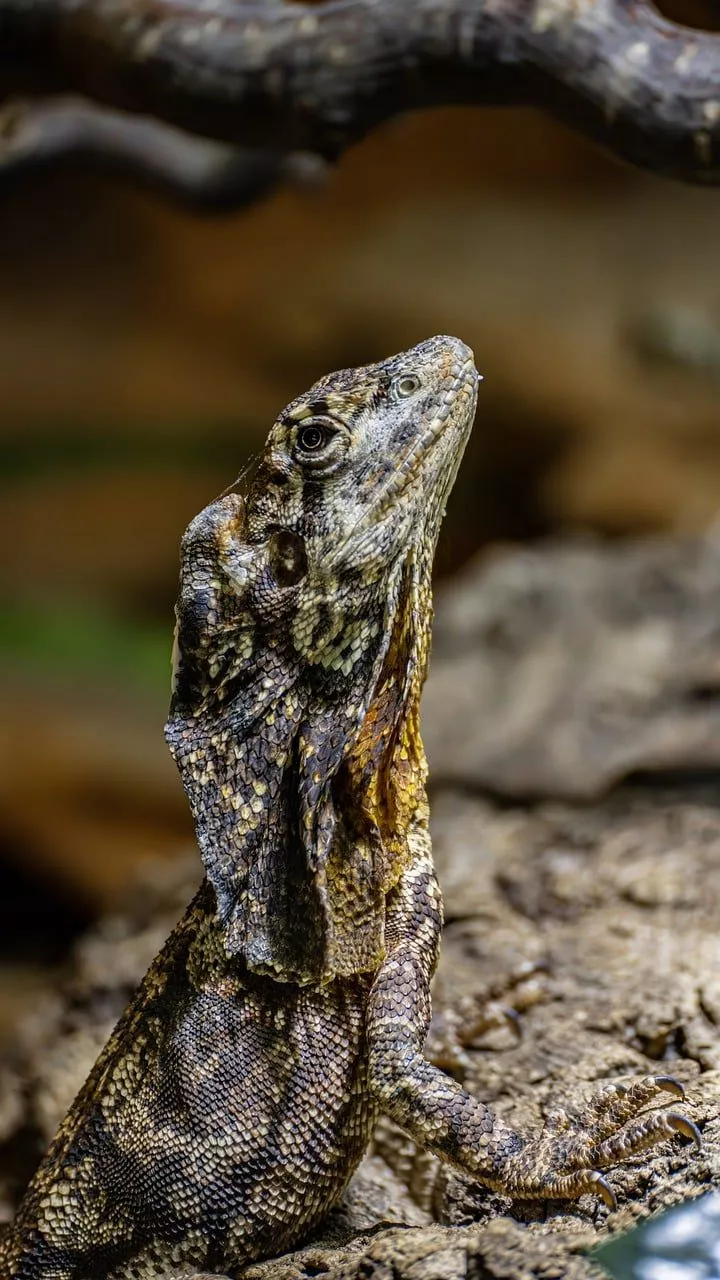 Frilled Lizard Wallpapers - Wallpaper Cave