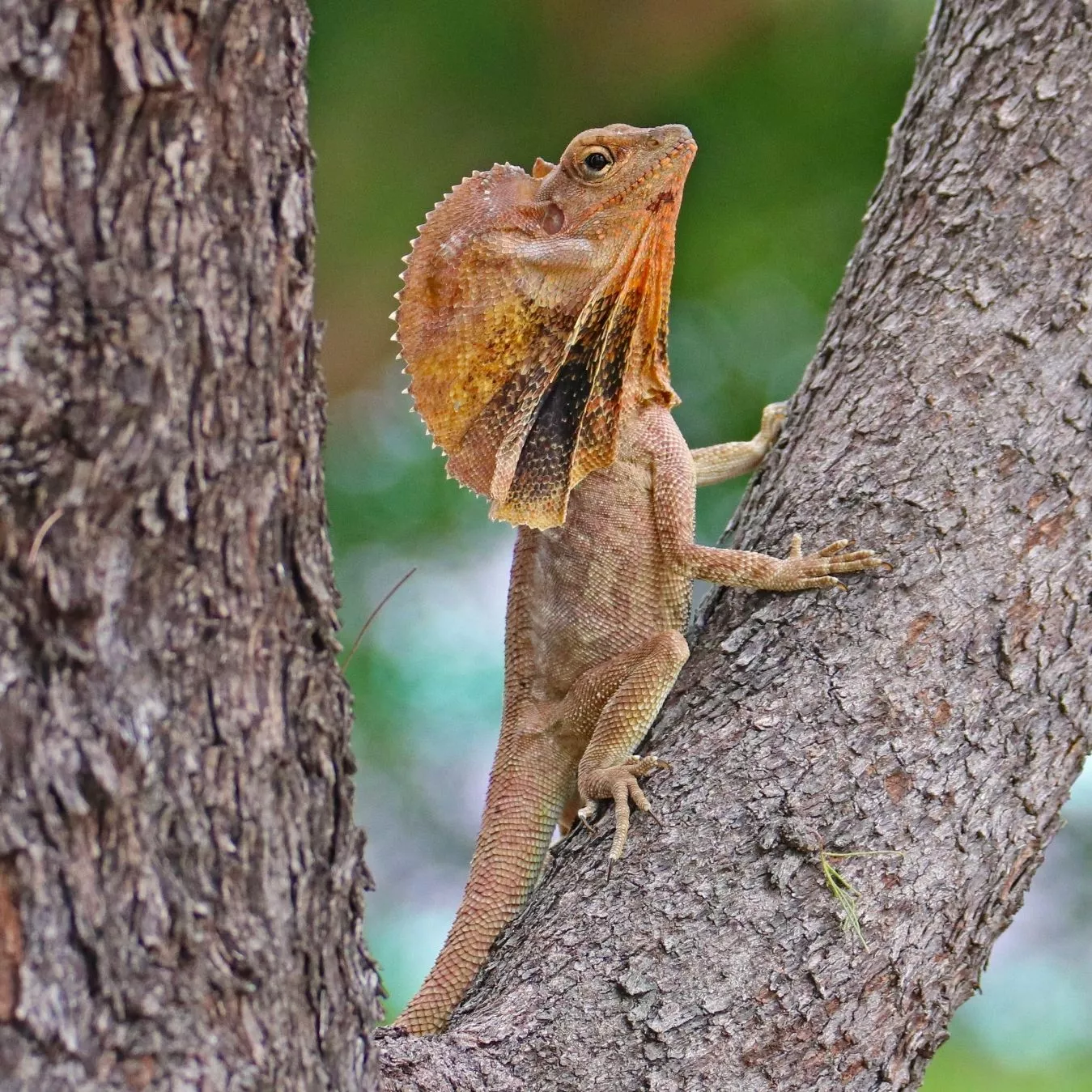 Frilled Lizard Wallpapers - Wallpaper Cave
