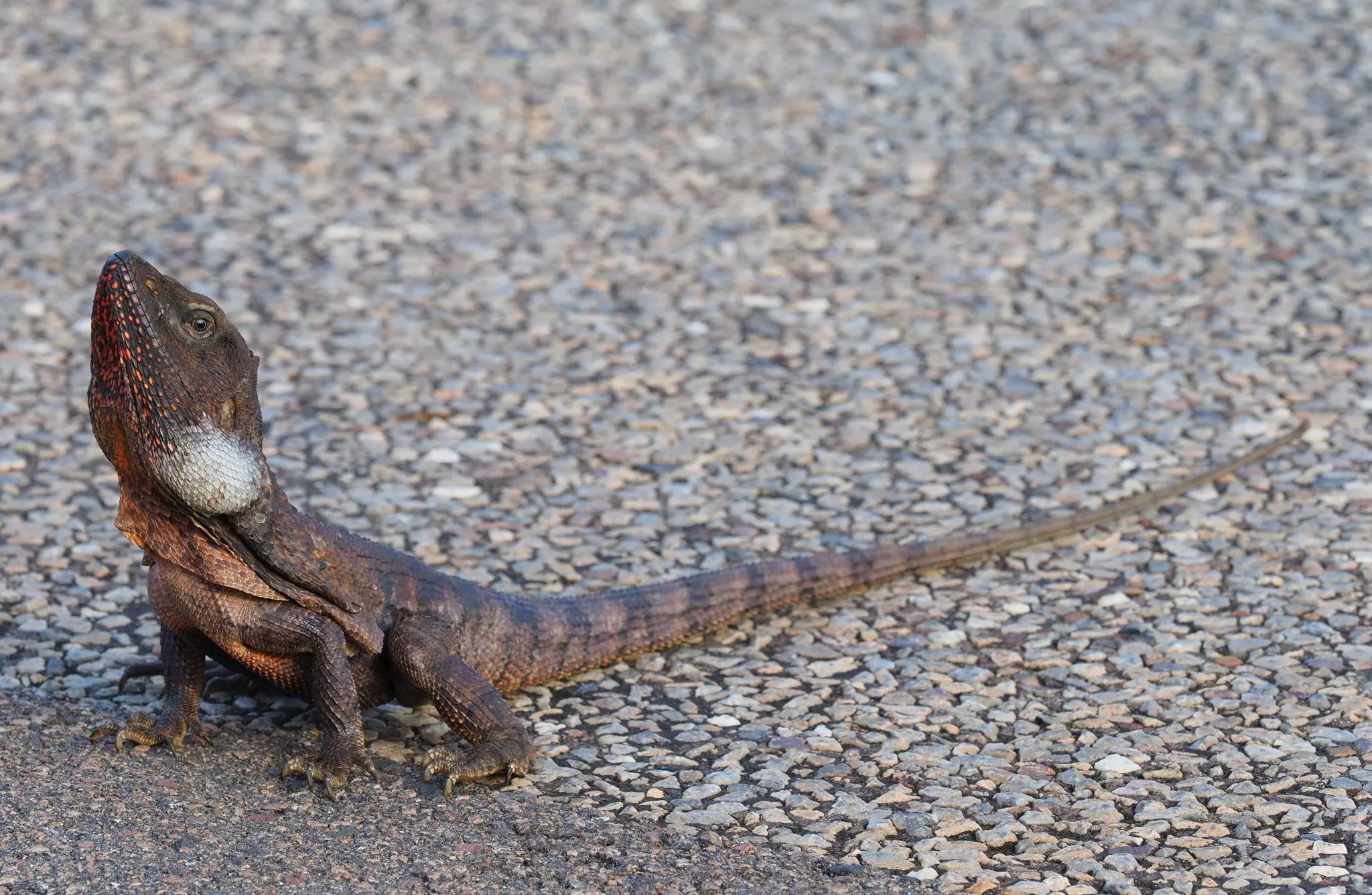 Frilled Lizard Wallpapers - Wallpaper Cave