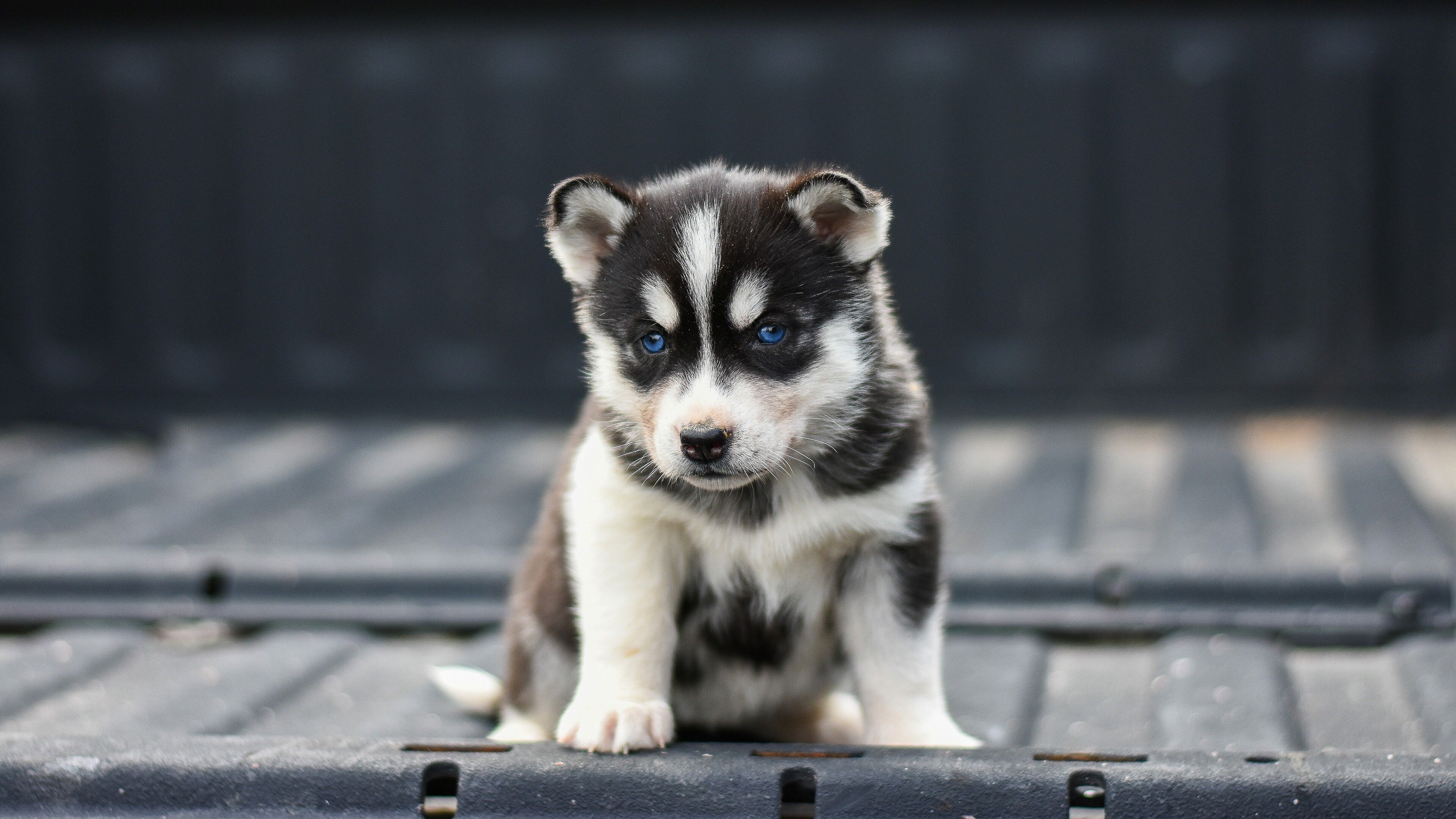 Dog 4k PC Wallpapers - Wallpaper Cave