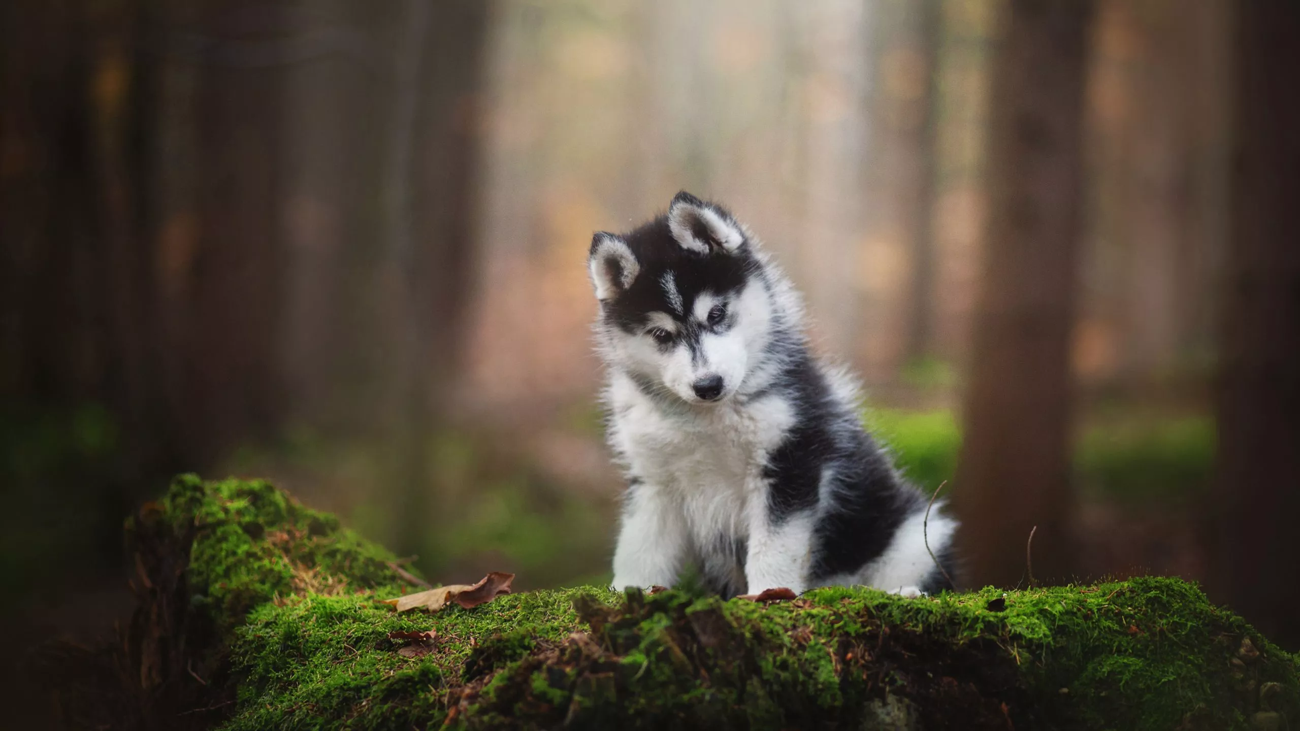 Husky Desktop Wallpapers - Wallpaper Cave