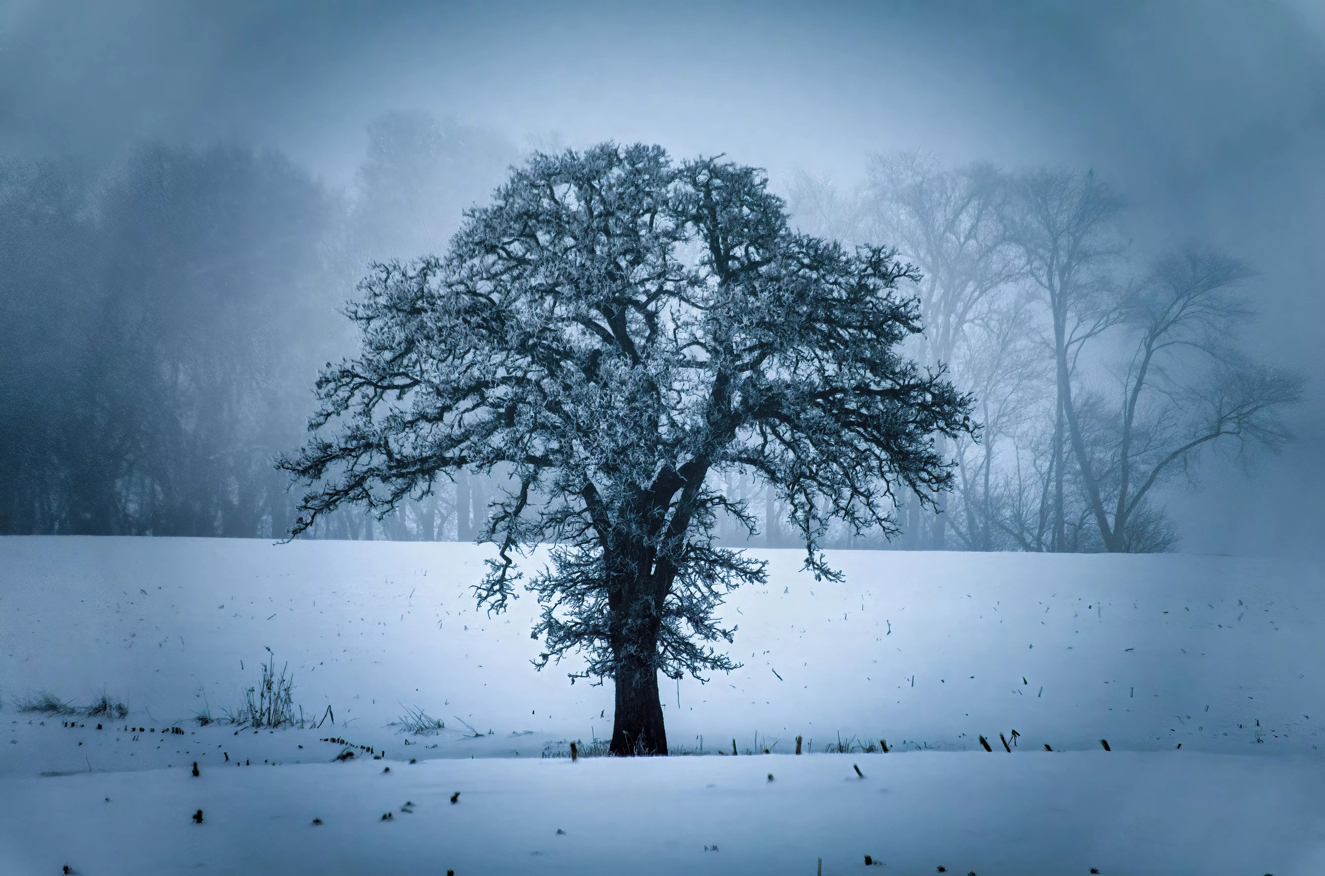 Winter Tree 4k Wallpapers - Wallpaper Cave