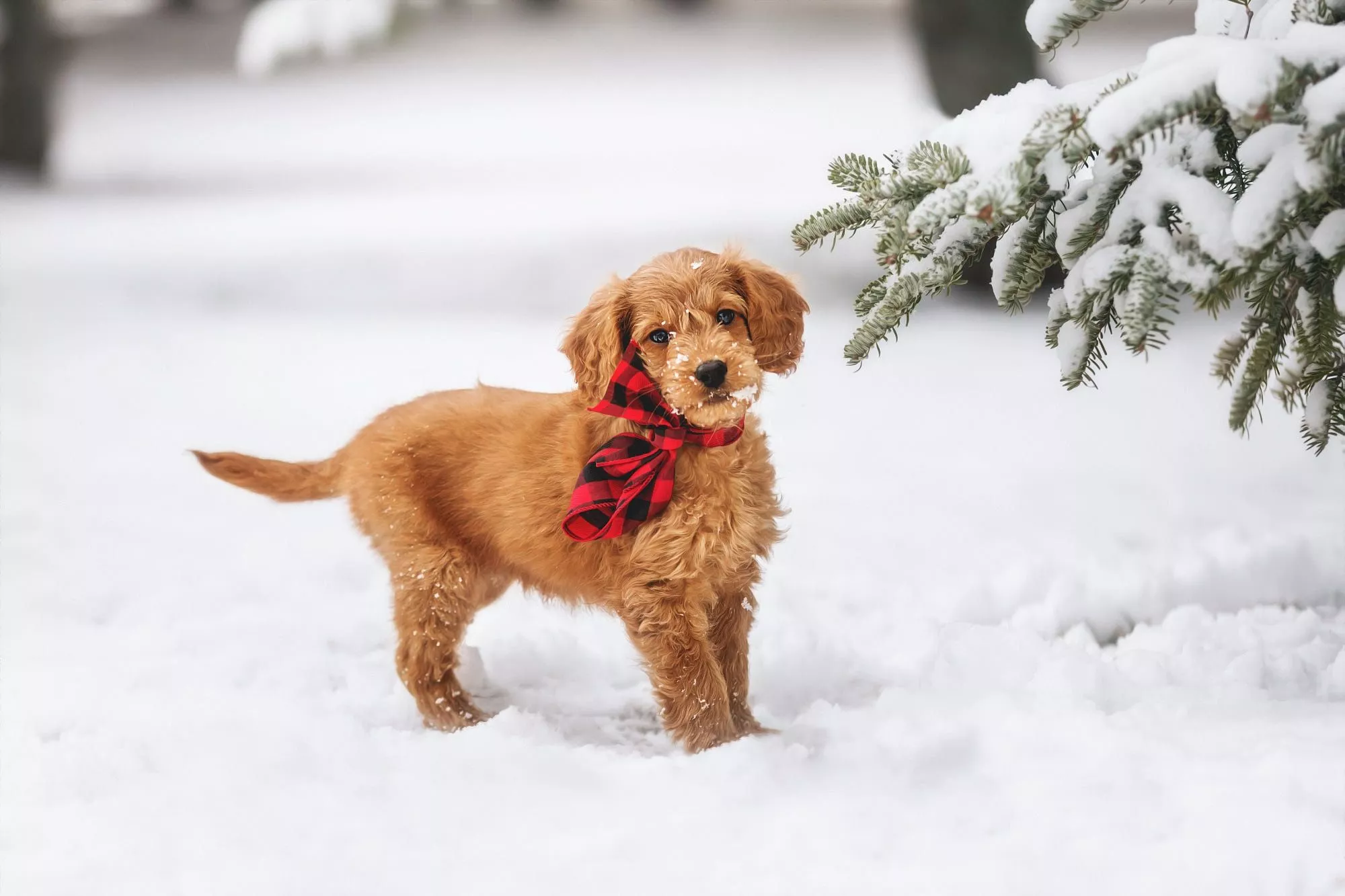 Winter Cute Animals Wallpapers - Wallpaper Cave