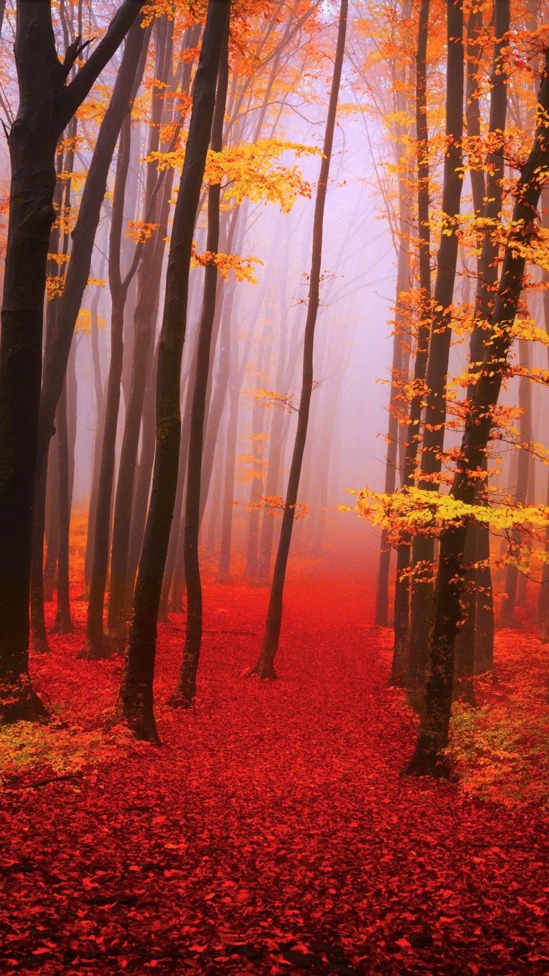iPhone Forest Autumn Wallpapers - Wallpaper Cave