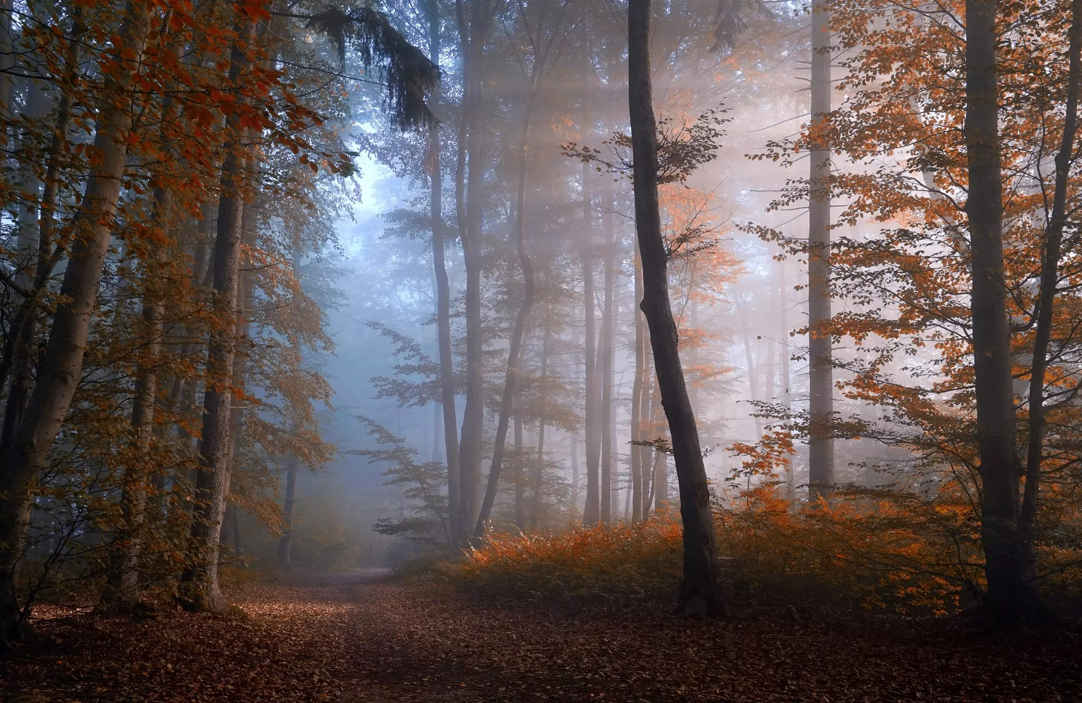 Fog Autumn Forest Wallpapers - Wallpaper Cave