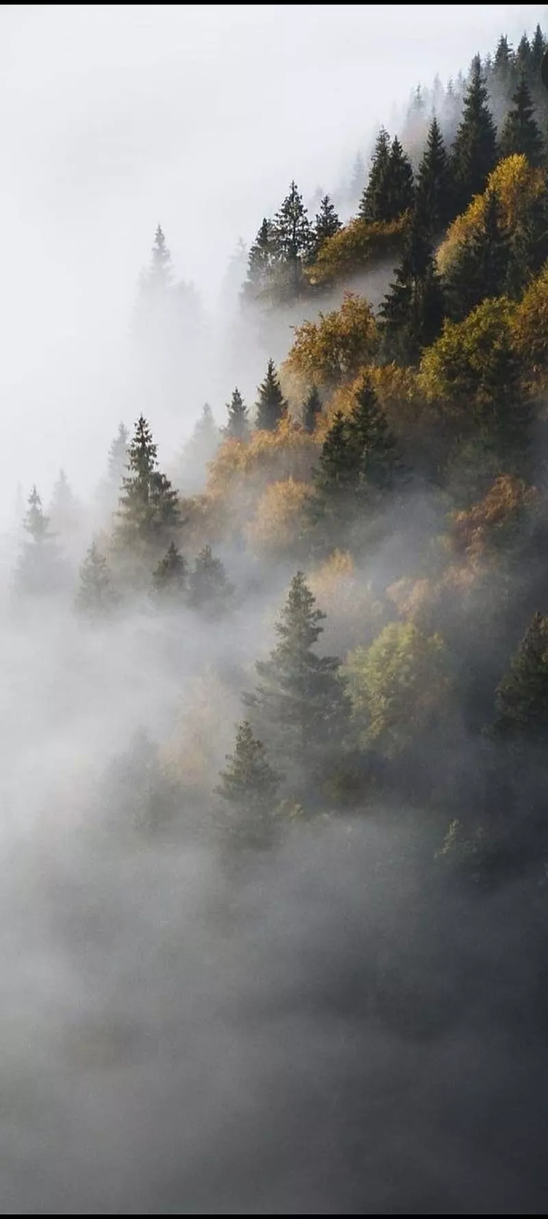 Fog Autumn Forest Wallpapers - Wallpaper Cave