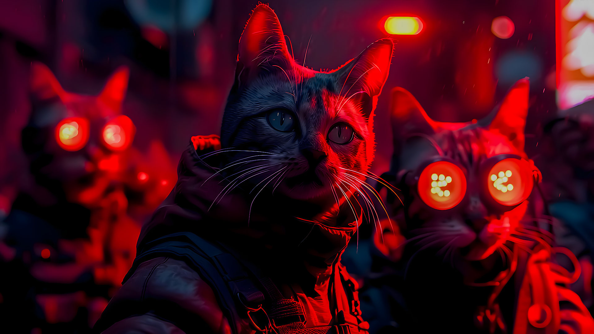Gang Cat Wallpapers - Wallpaper Cave