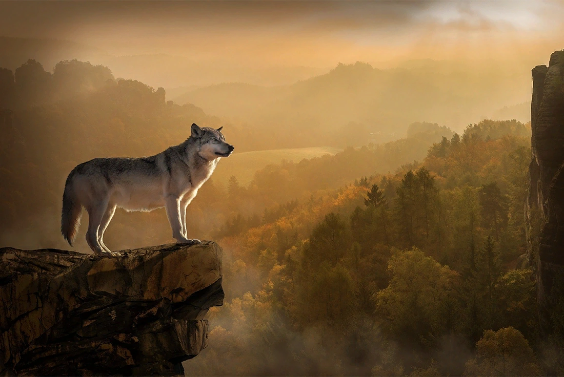 WolfQuest Wallpapers - Wallpaper Cave