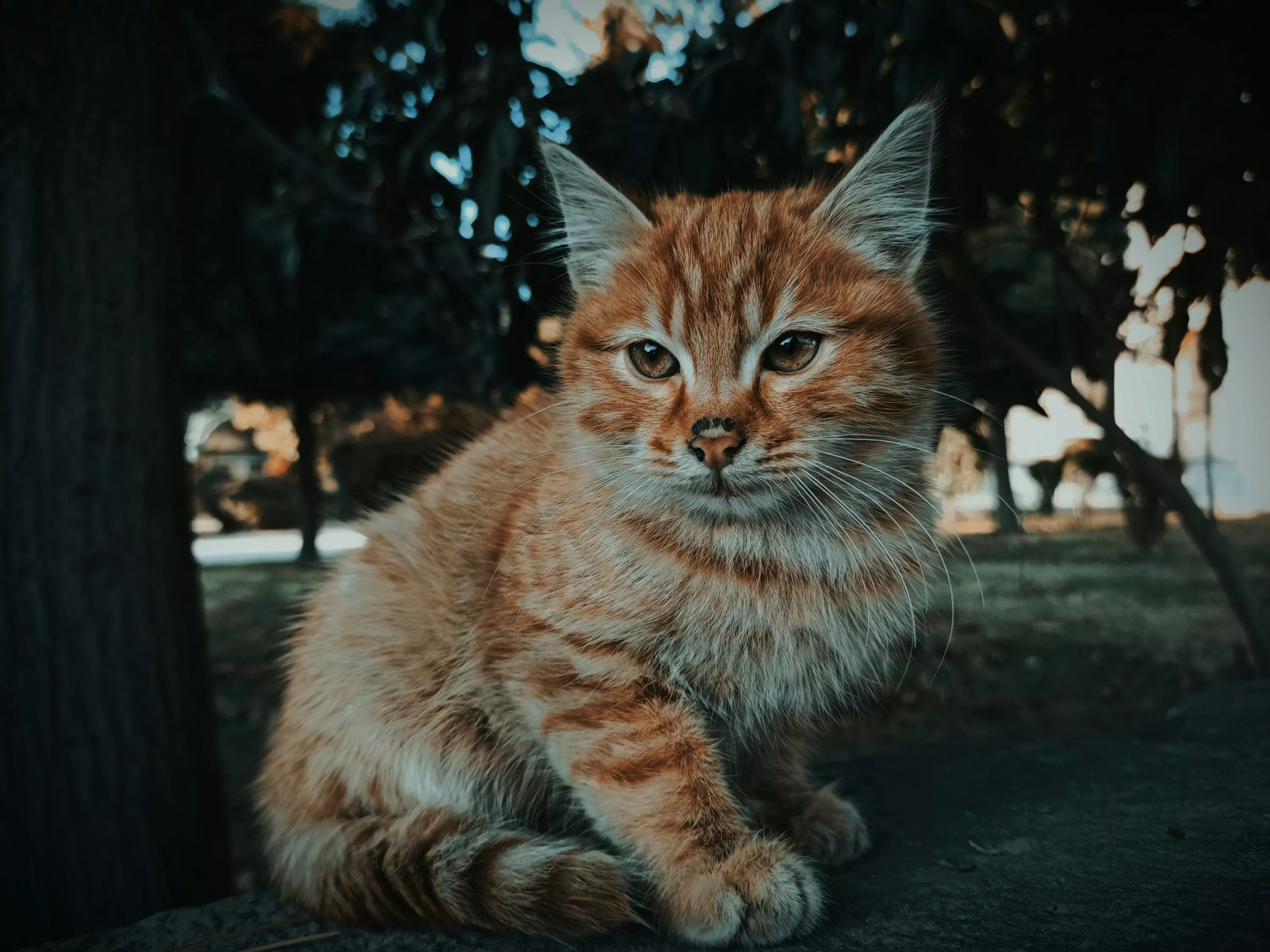 Cute Cat Laptop Wallpapers - Wallpaper Cave