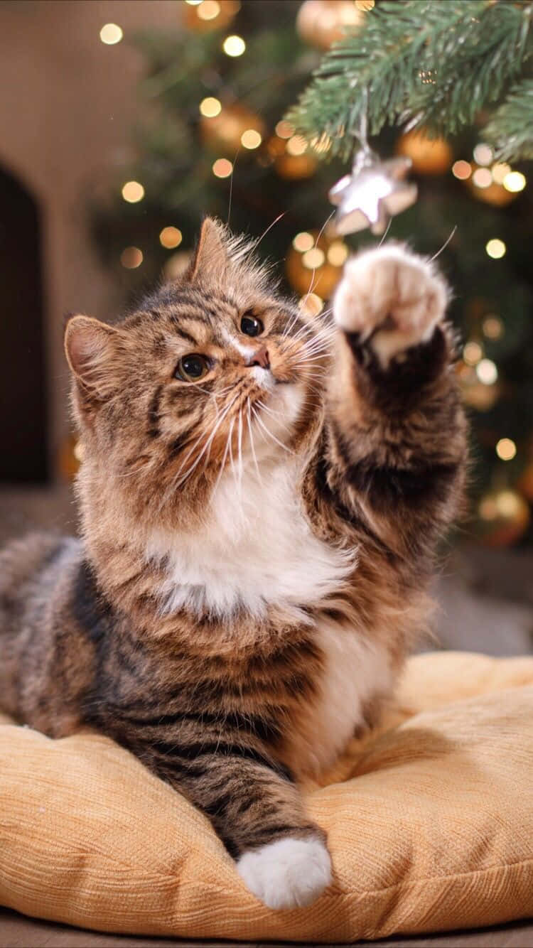 Christmas Cat iPhone Wallpapers - Wallpaper Cave