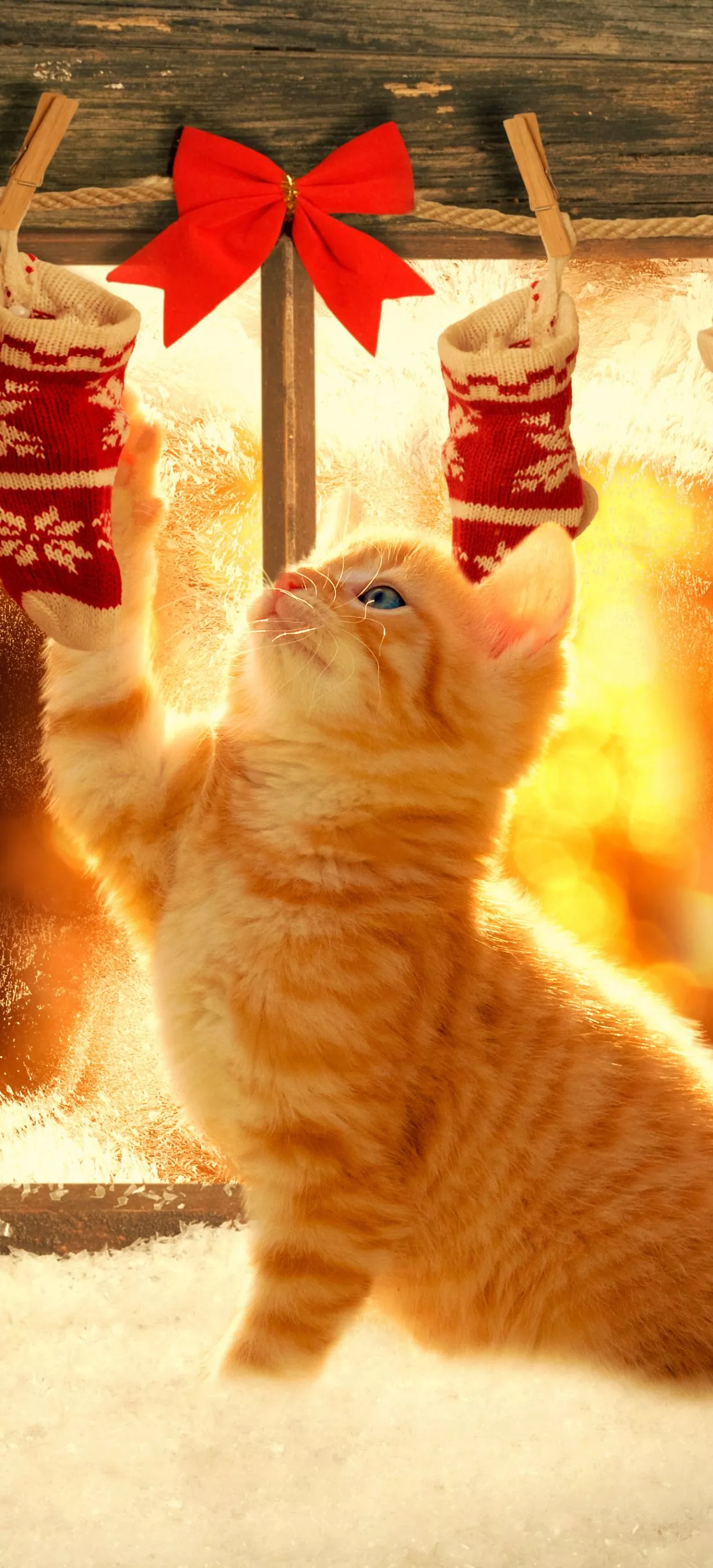 Christmas Cat iPhone Wallpapers - Wallpaper Cave
