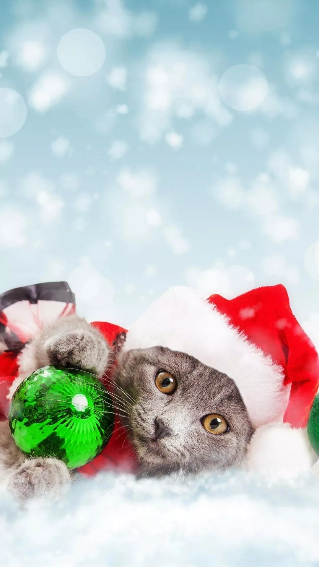 Christmas Cat iPhone Wallpapers - Wallpaper Cave