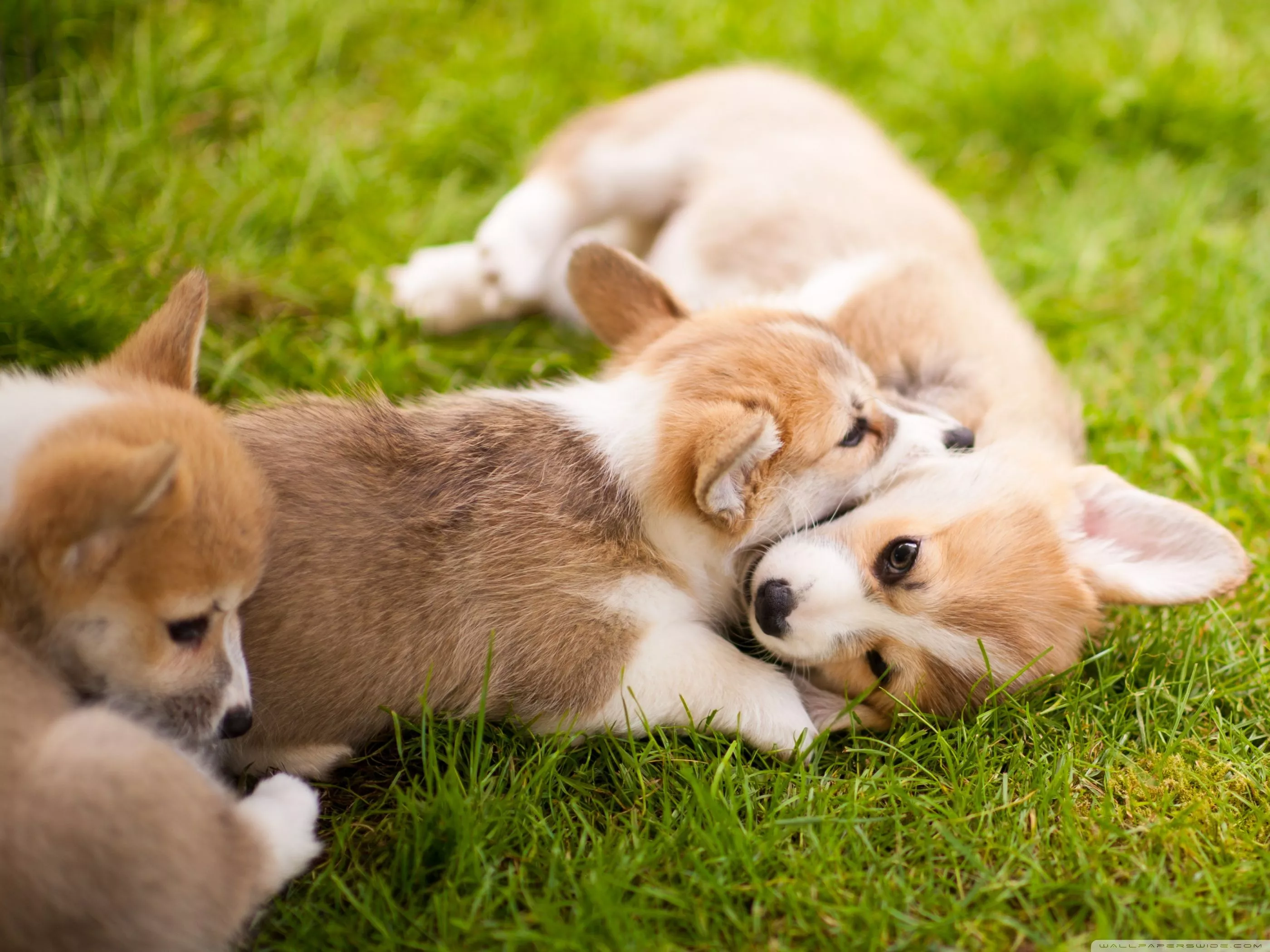 4k Puppies Wallpapers - Wallpaper Cave