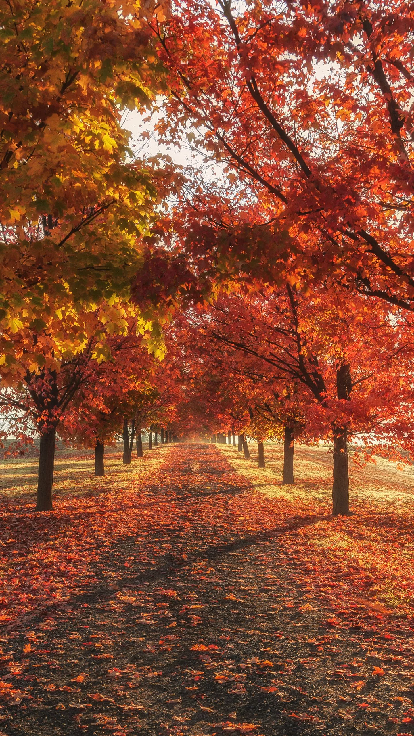 Autumn 1440x2560 Wallpapers - Wallpaper Cave