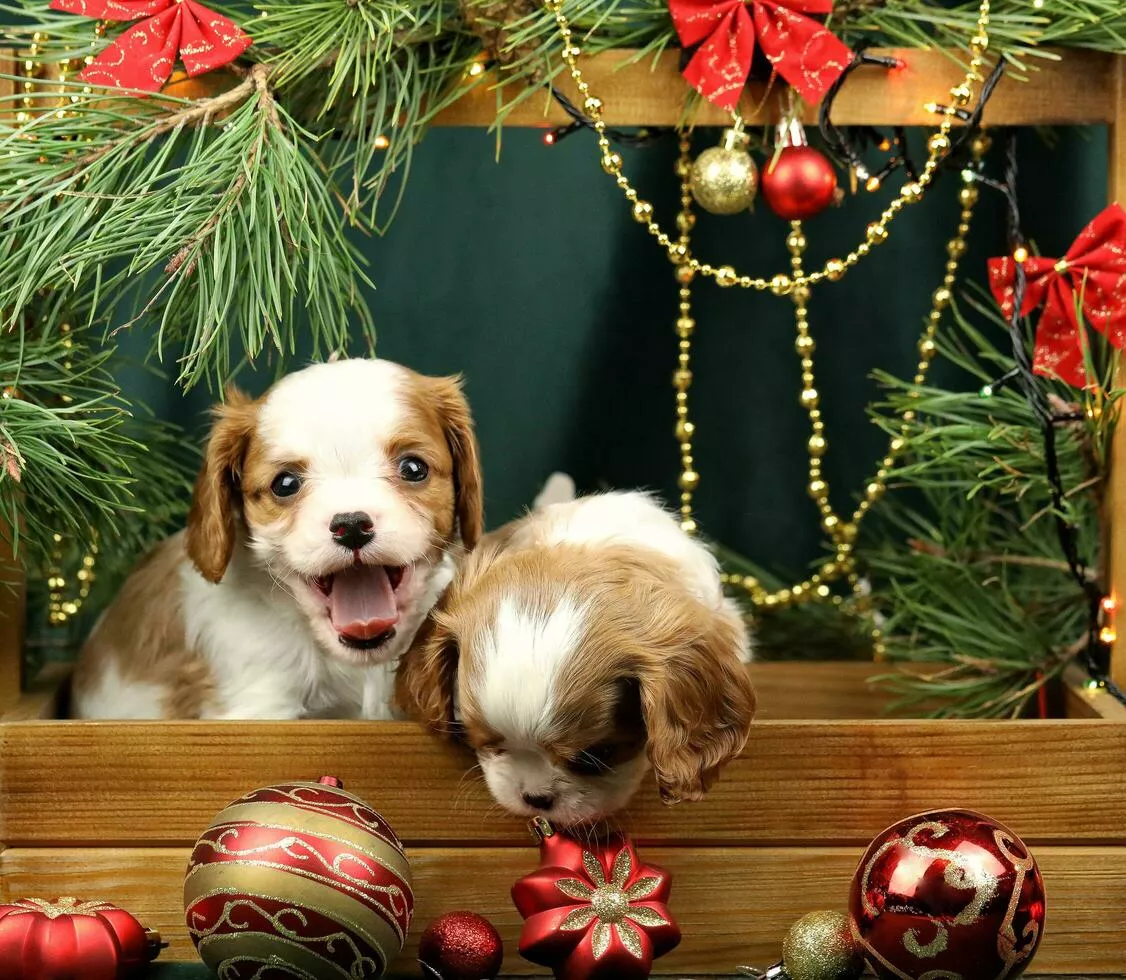 Christmas Pups Wallpapers - Wallpaper Cave