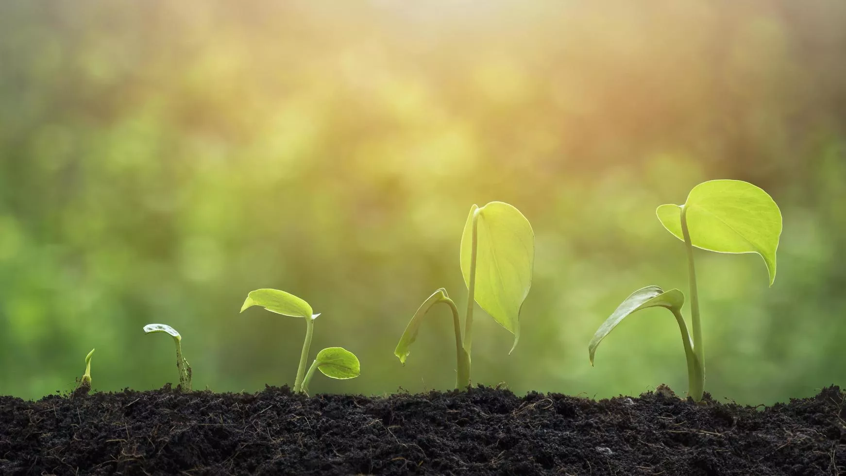 Germination Wallpapers - Wallpaper Cave