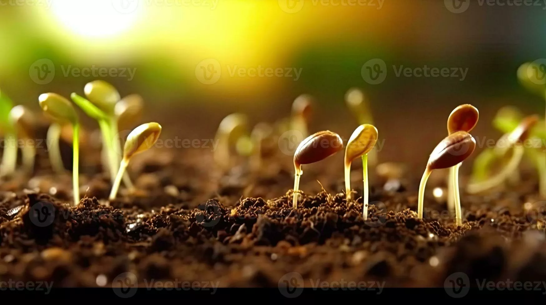 Germination Wallpapers - Wallpaper Cave