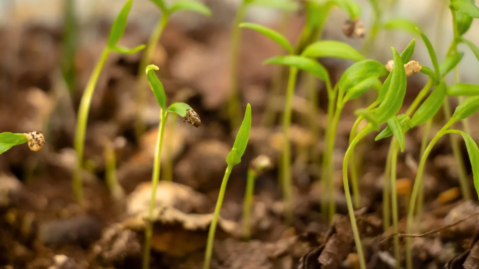 Germination Wallpapers - Wallpaper Cave