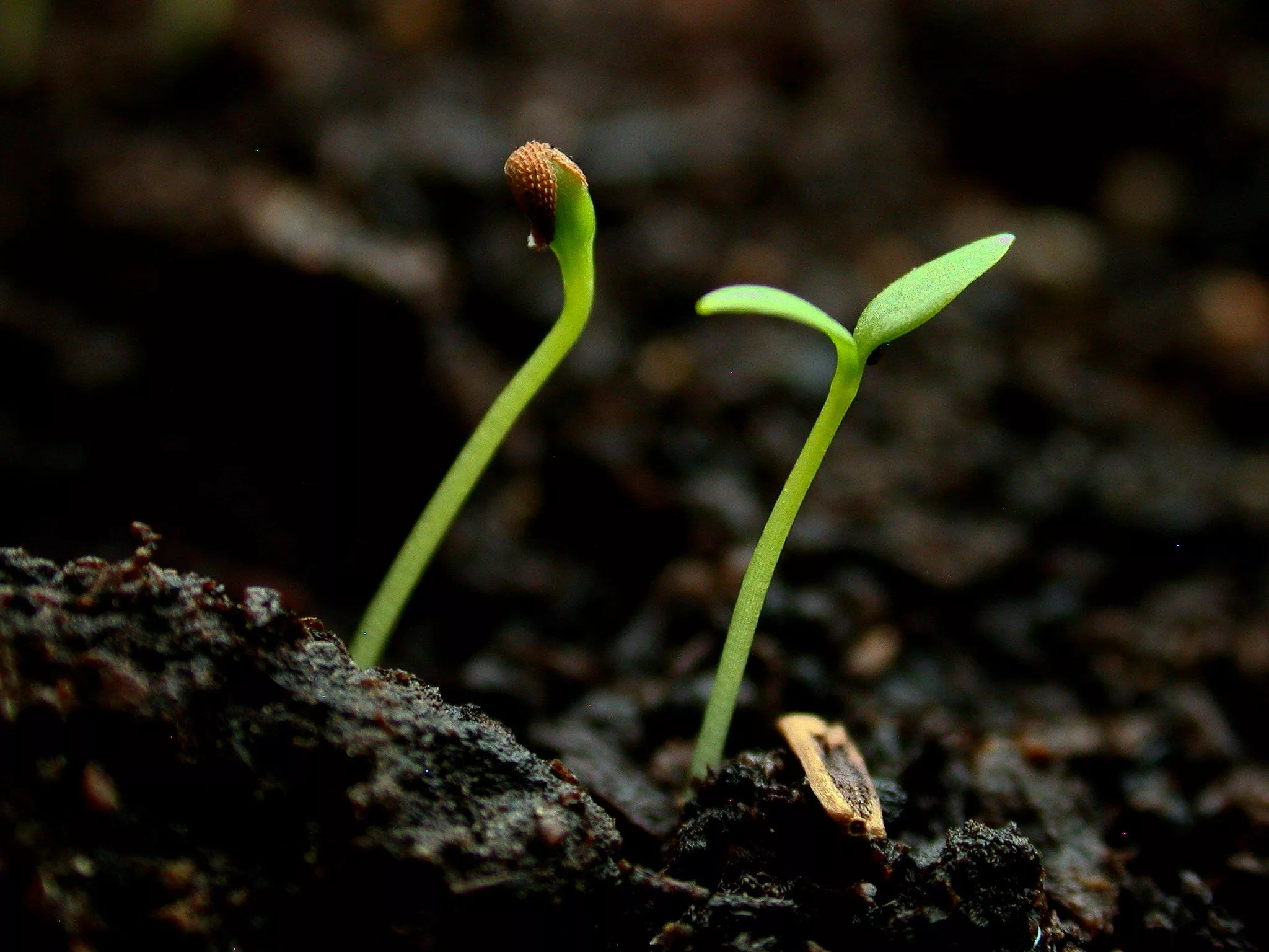 Germination Wallpapers - Wallpaper Cave