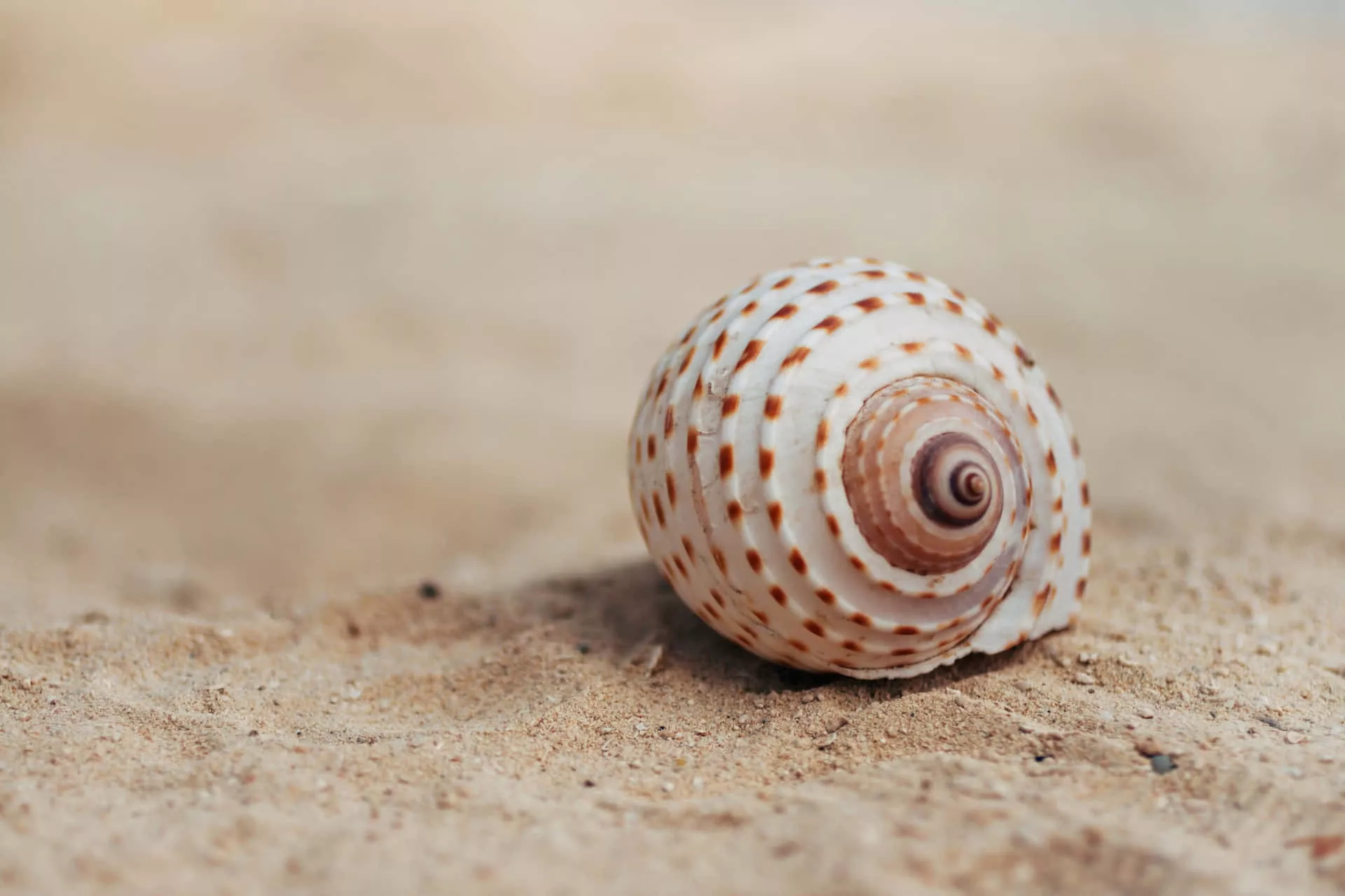 Aesthetic Seashells Wallpapers - Wallpaper Cave