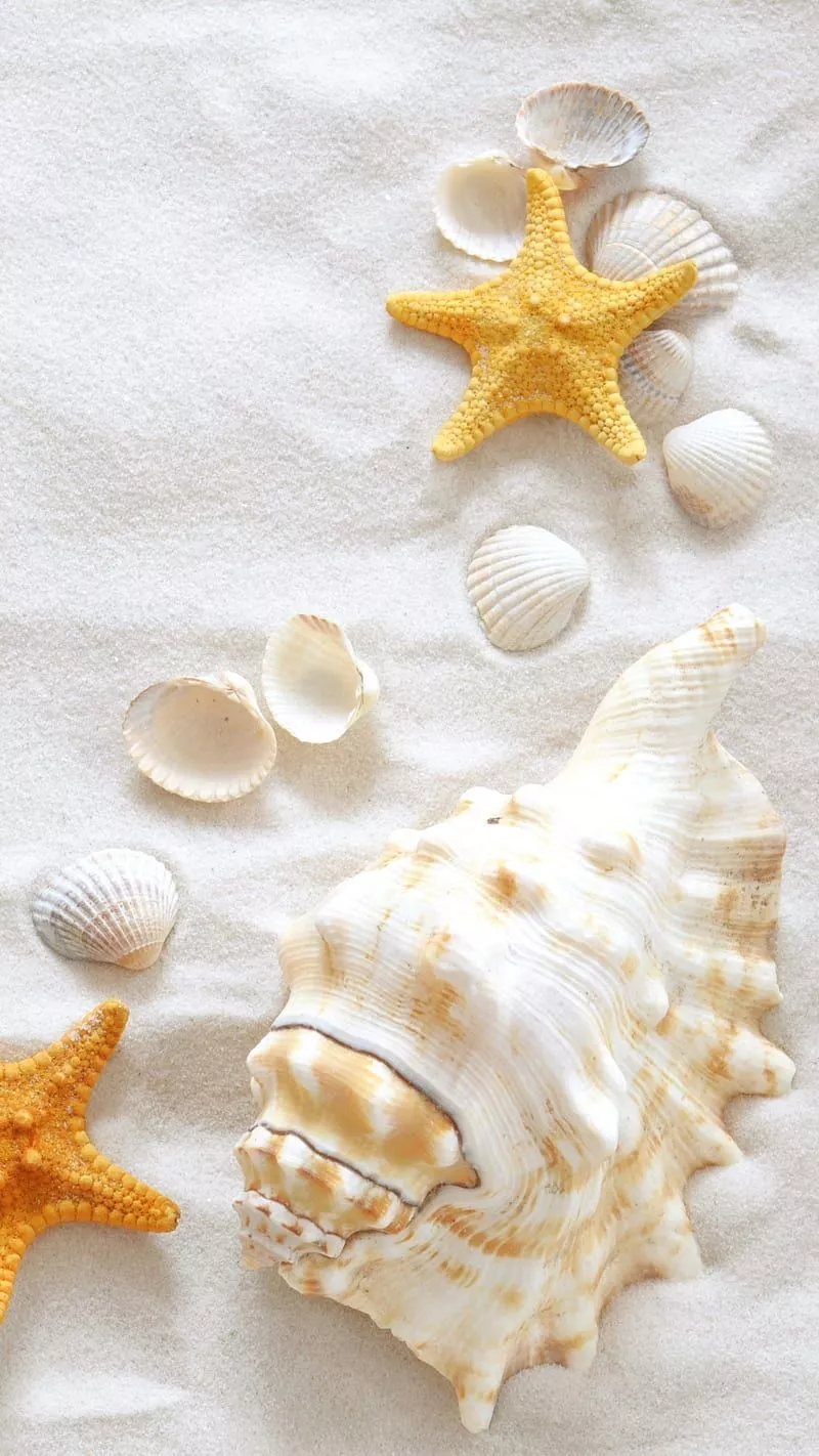 Conch Shell Wallpapers - Wallpaper Cave
