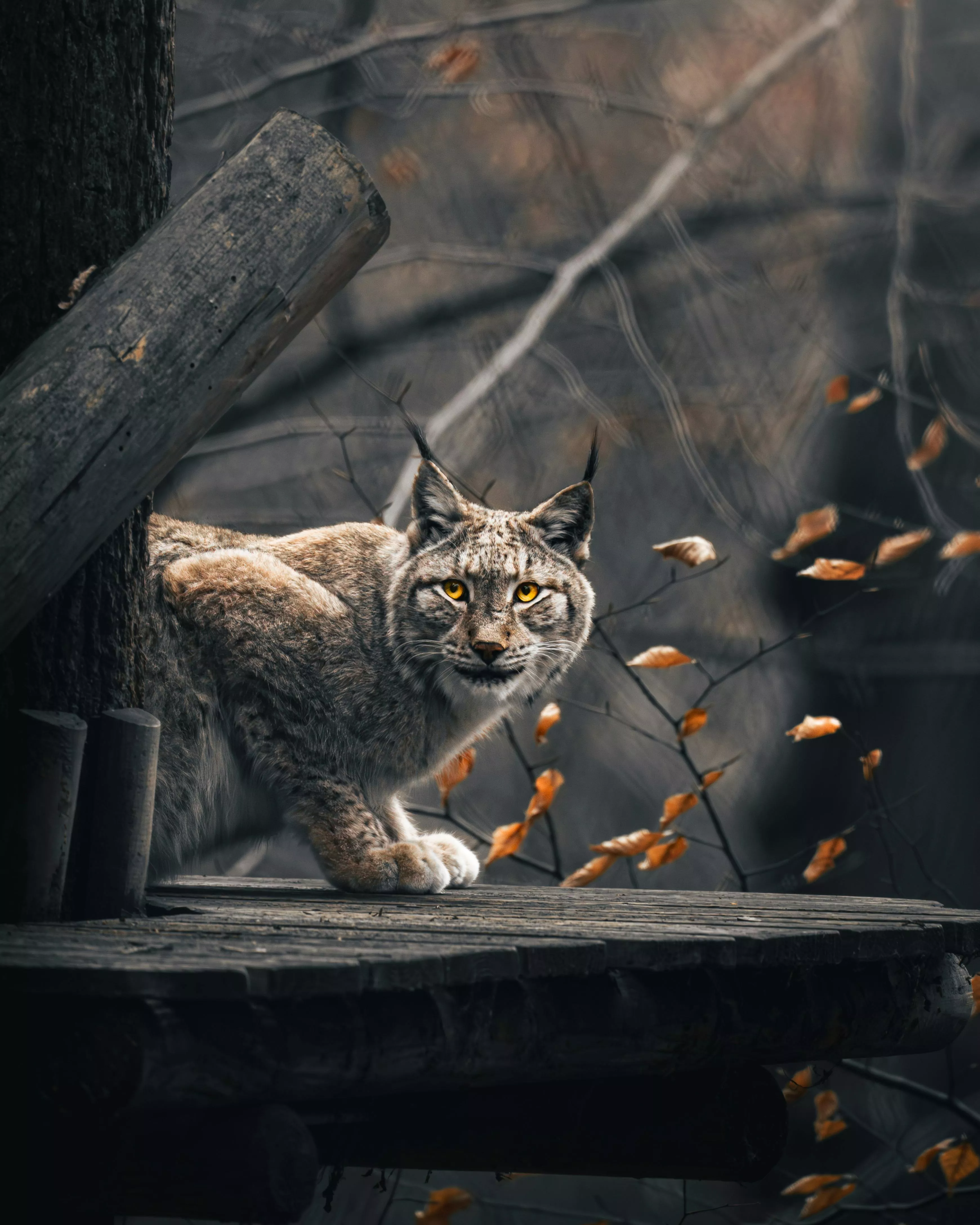 Lynx Wallpapers - Wallpaper Cave