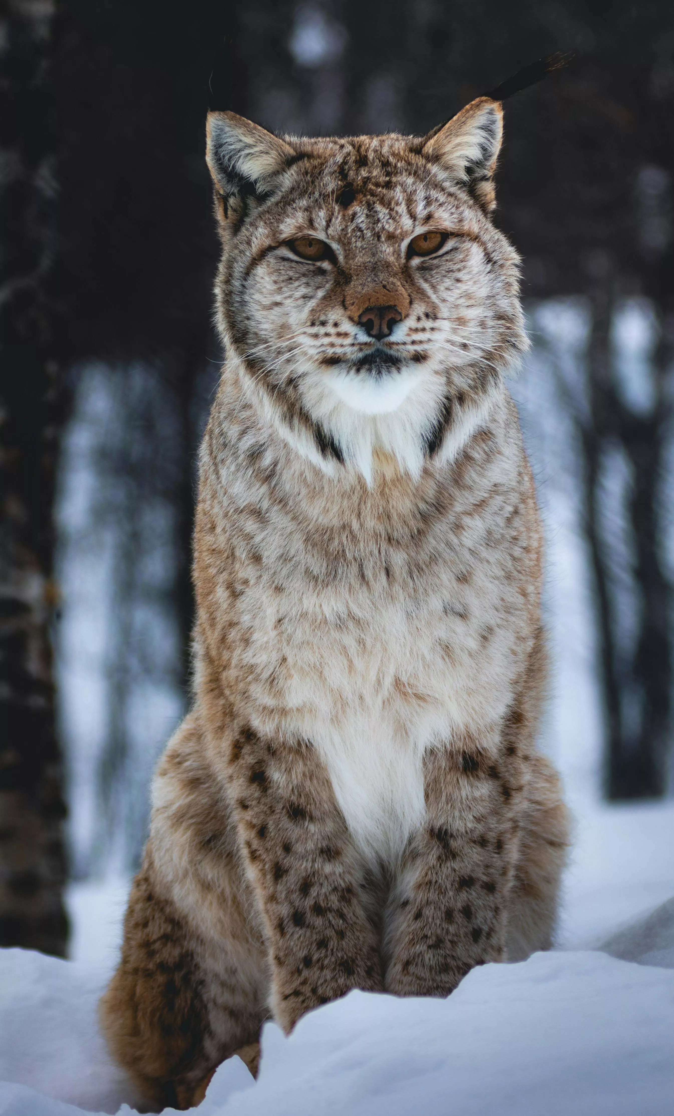 Lynx Wallpapers - Wallpaper Cave