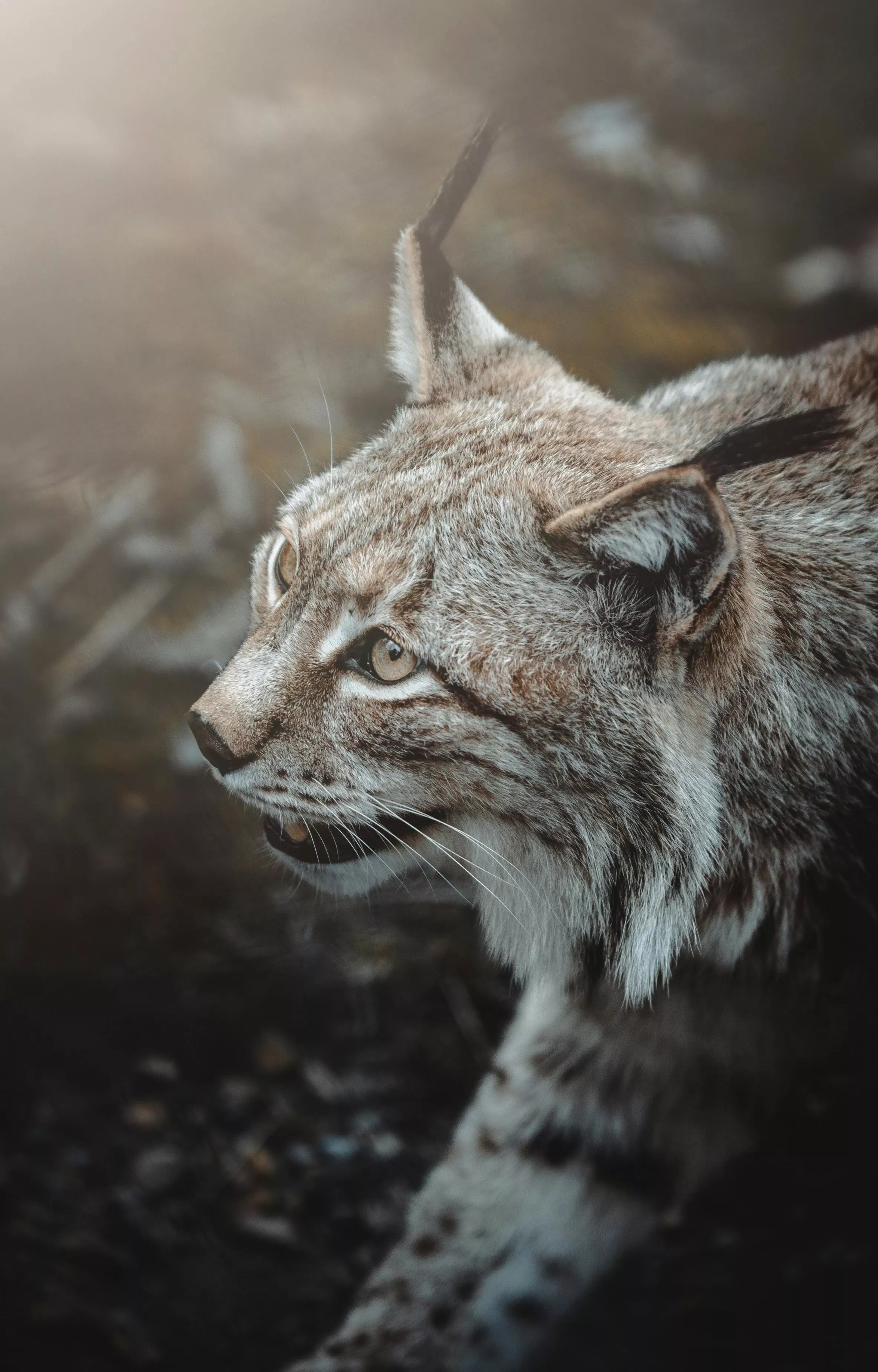 Lynx iPhone Wallpapers - Wallpaper Cave
