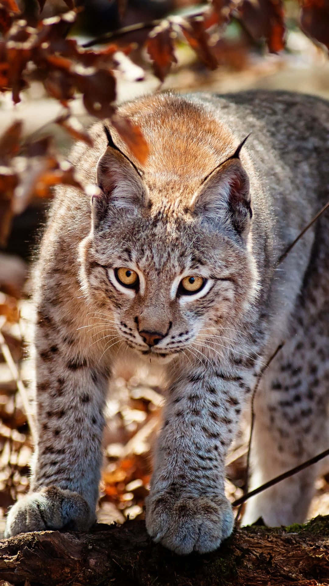 Lynx iPhone Wallpapers - Wallpaper Cave