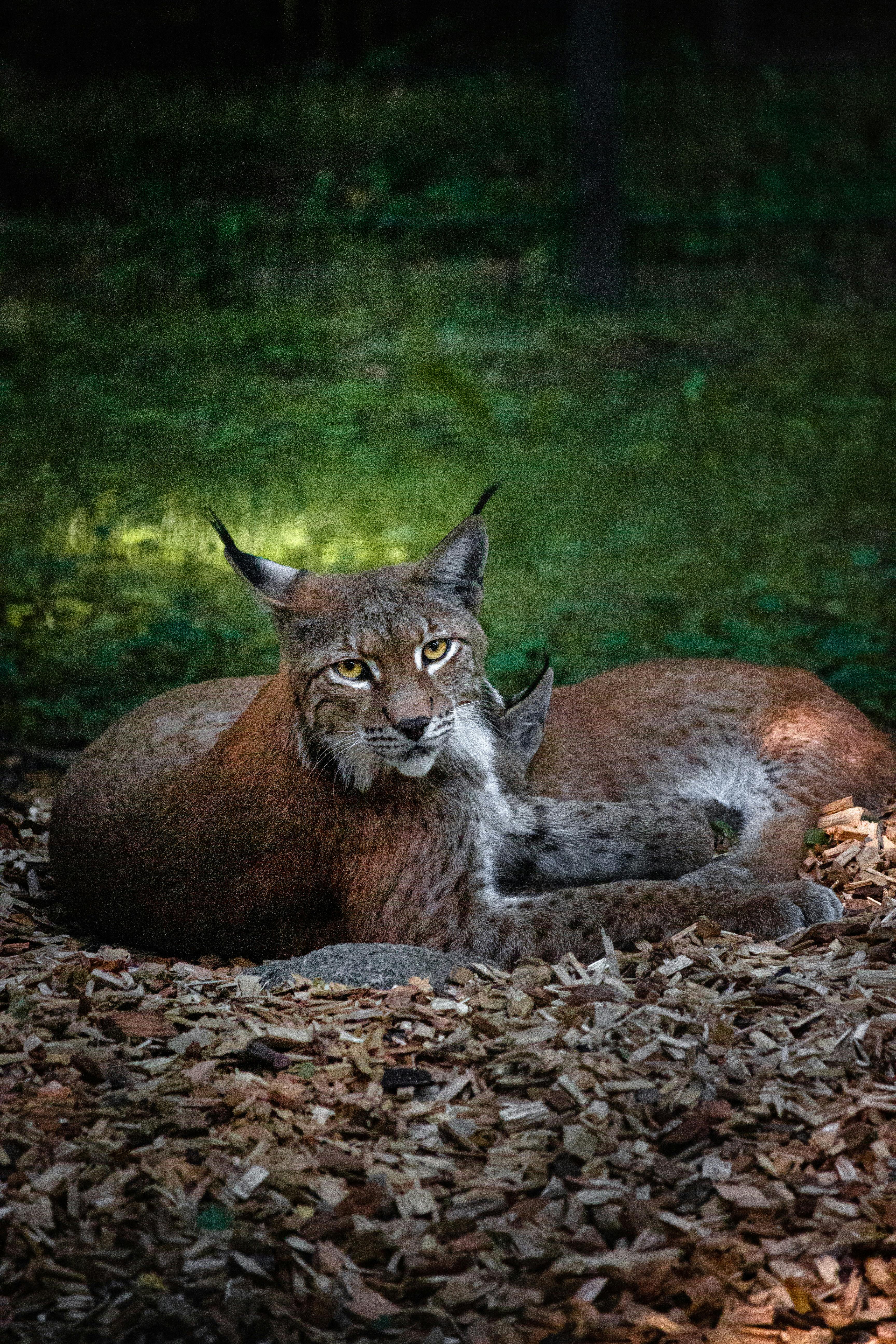 Lynx iPhone Wallpapers - Wallpaper Cave