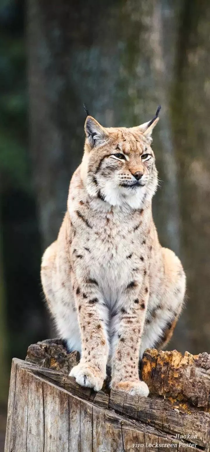 Lynx iPhone Wallpapers - Wallpaper Cave