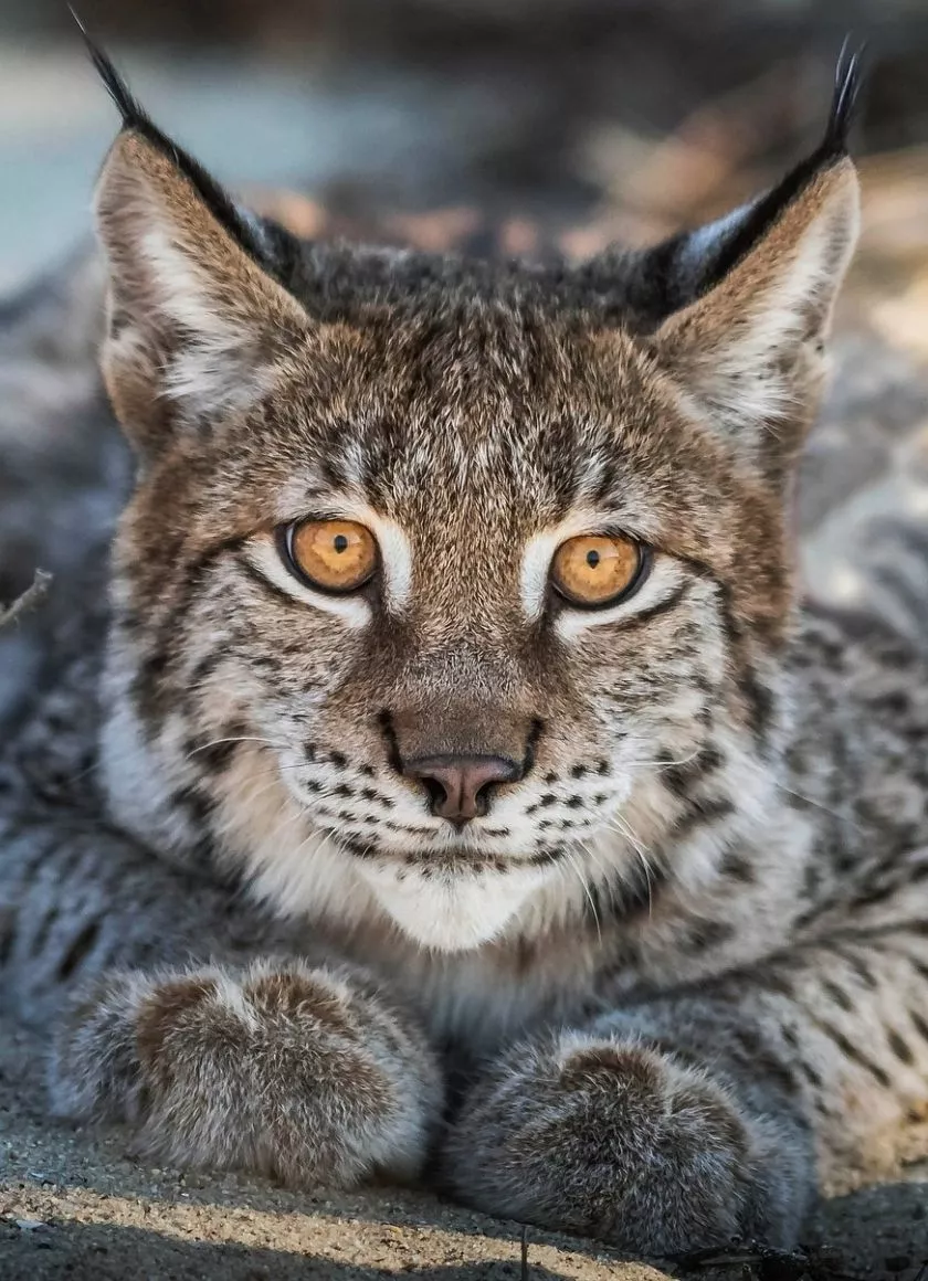 Lynx iPhone Wallpapers - Wallpaper Cave