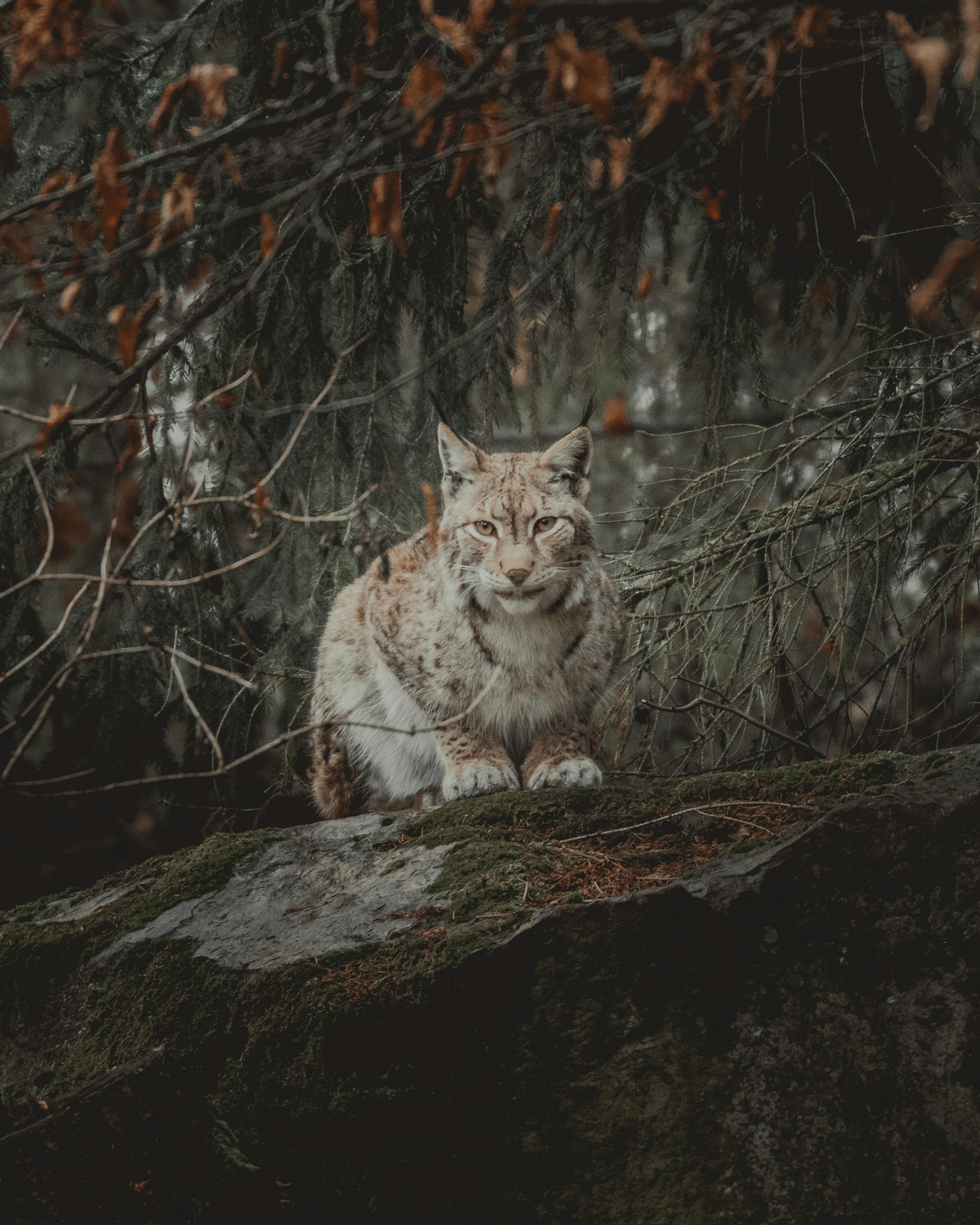Lynx iPhone Wallpapers - Wallpaper Cave